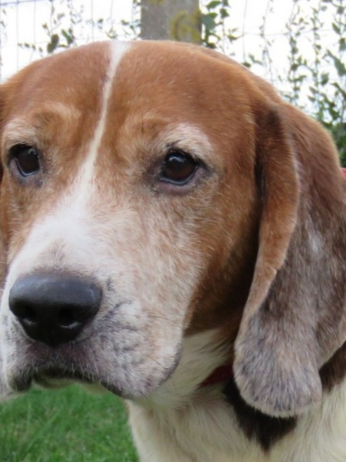 Snoopy - Beagle à adopter à Chilleurs-aux-Bois (45) - Animaux.fr