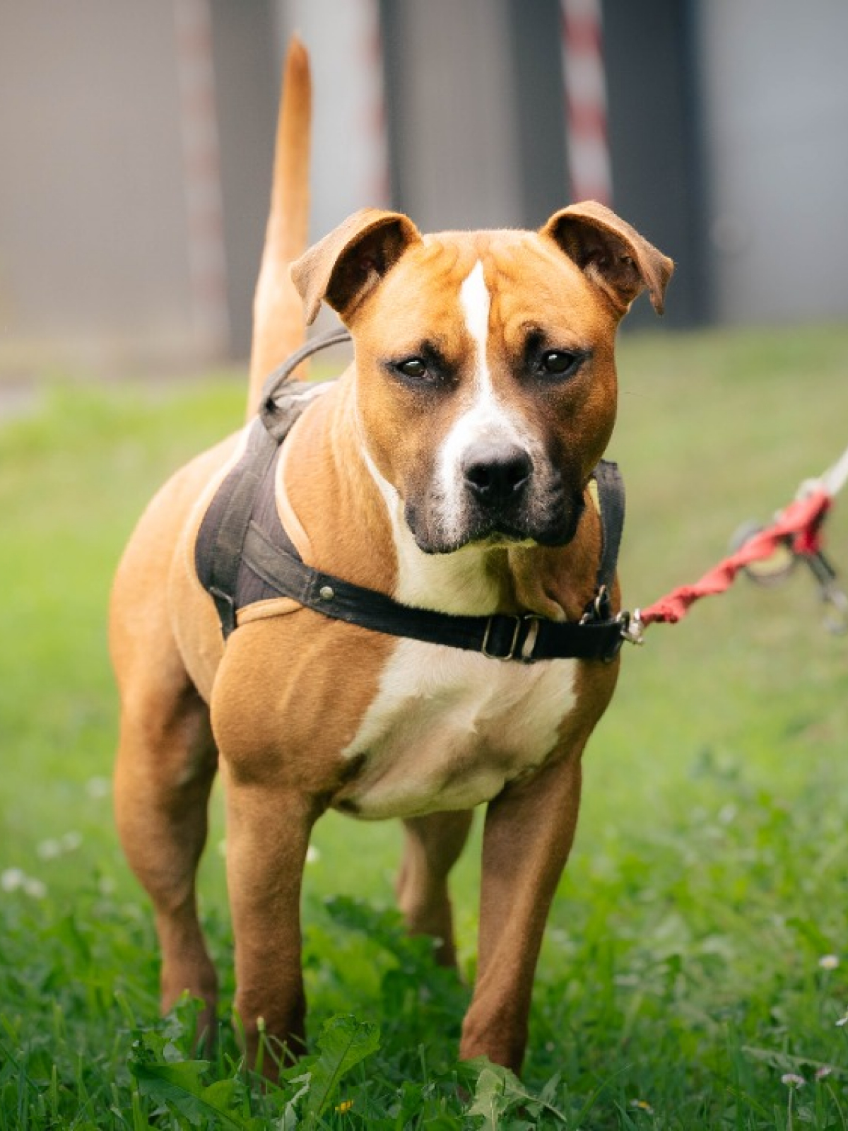 Umake - Chien à adopter à Rennes (35) - Animaux.fr