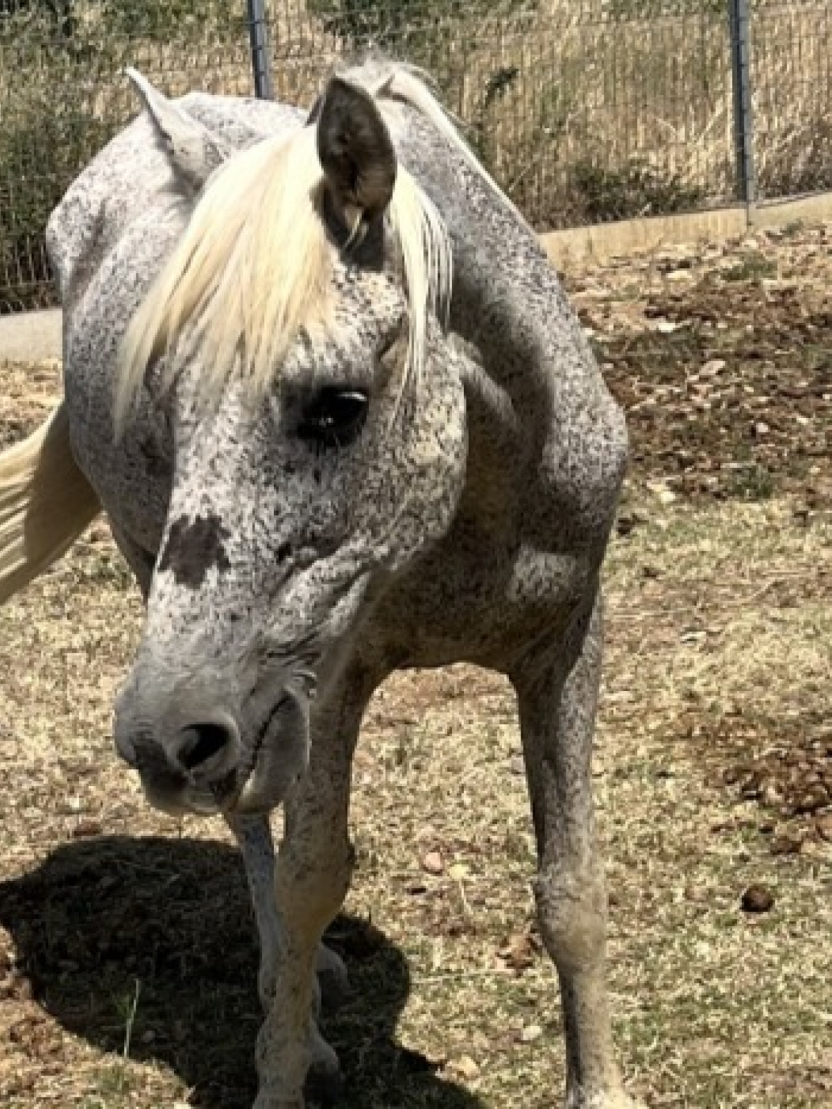 Gabian - Cheval à adopter à Perpignan (66) - Animaux.fr