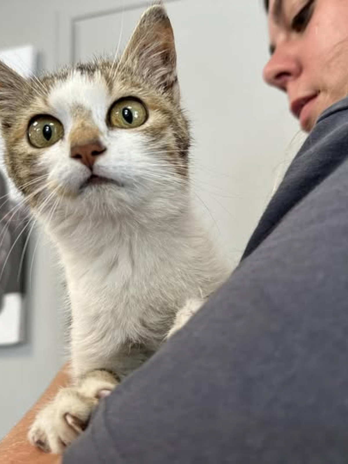 Lila - Européen à adopter à Saint-omer (62) - Animaux.fr
