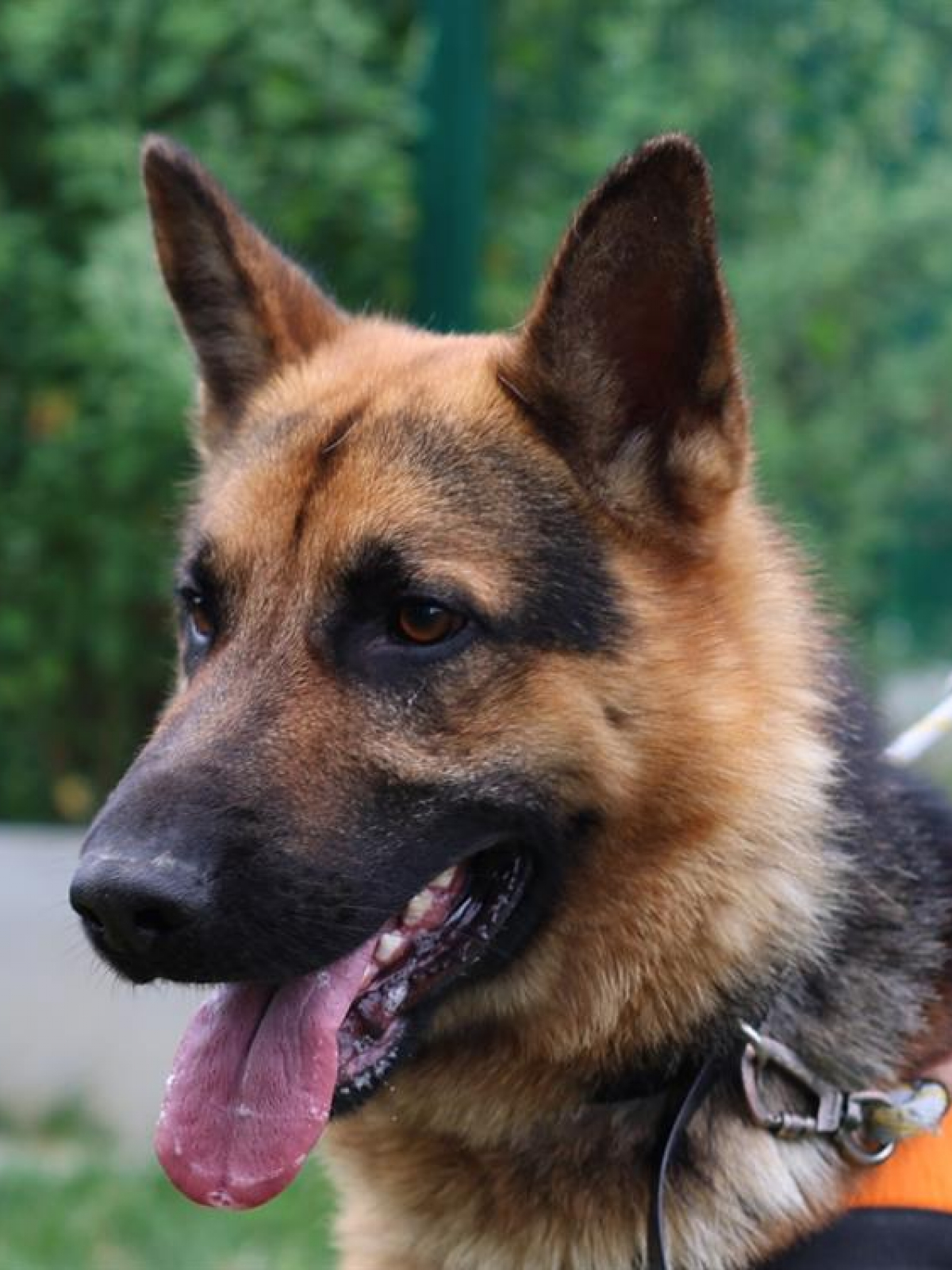 Iron - Berger Allemand à adopter à Gennevilliers (92) - Animaux.fr