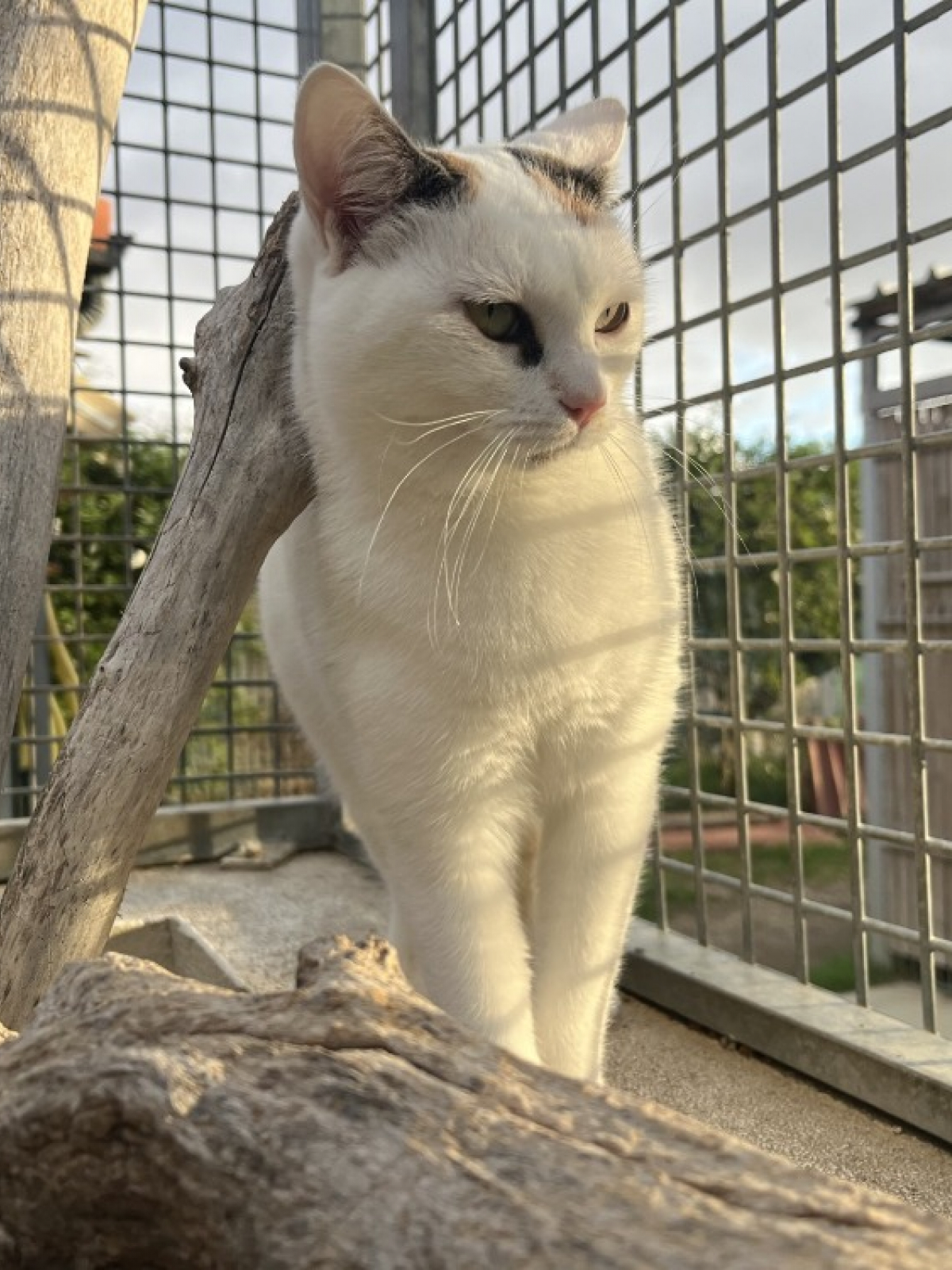 Lila - Européen à adopter à Perpignan (66) - Animaux.fr