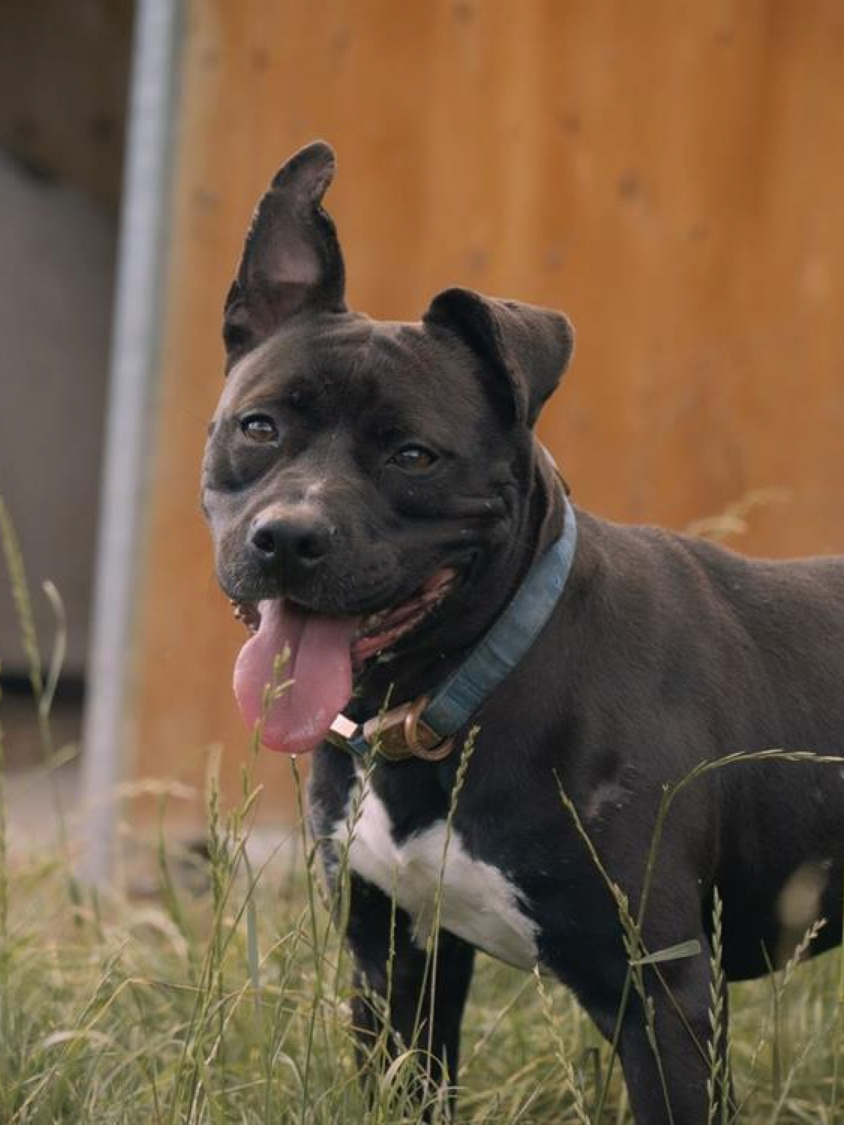 Reglisse - Chien à adopter à Rennes (35) - Animaux.fr