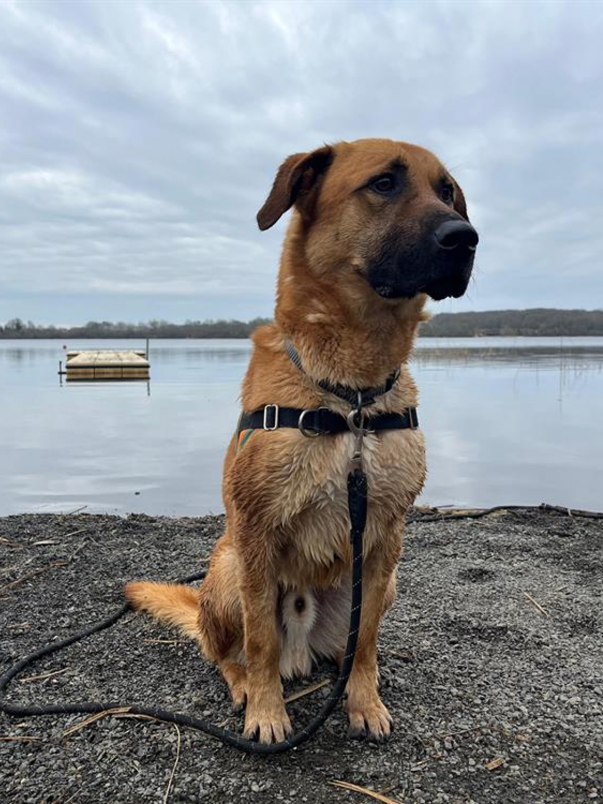 Max - Berger à adopter à Rennes (35) - Animaux.fr