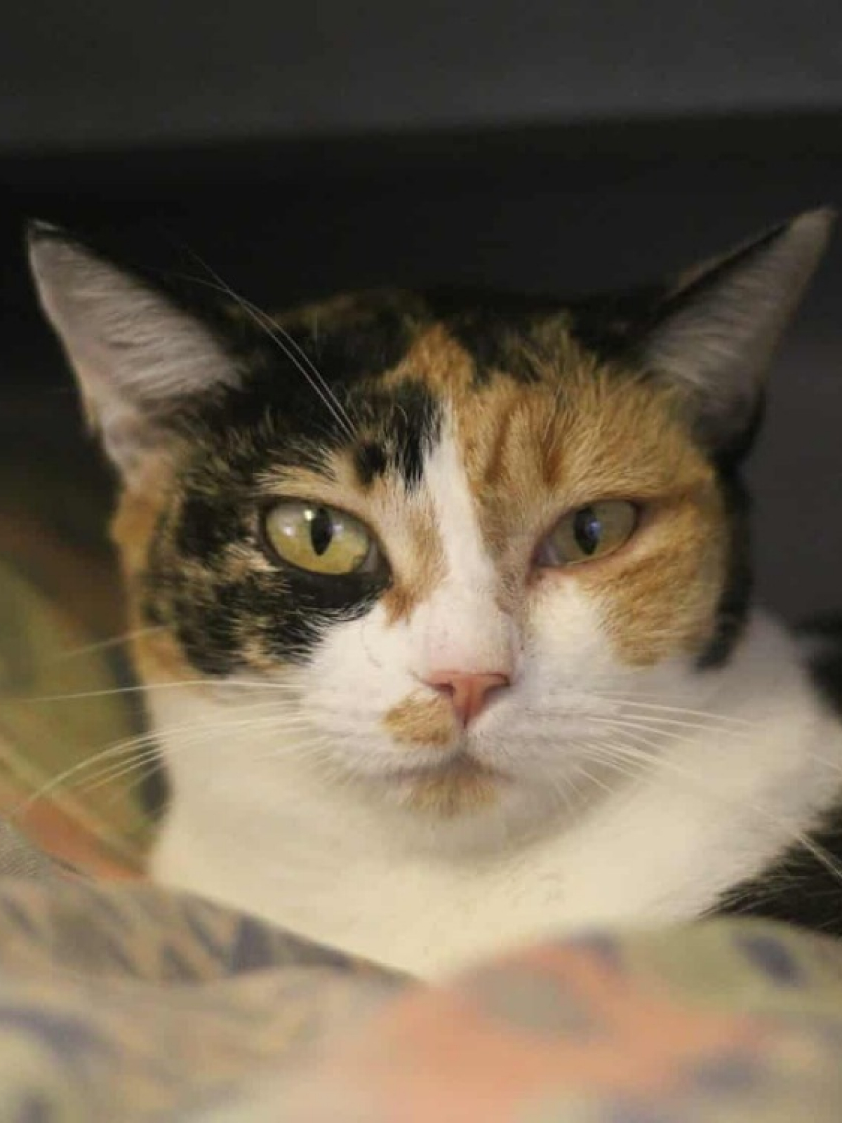 Minette - Européen à adopter à Le Garric (81) - Animaux.fr