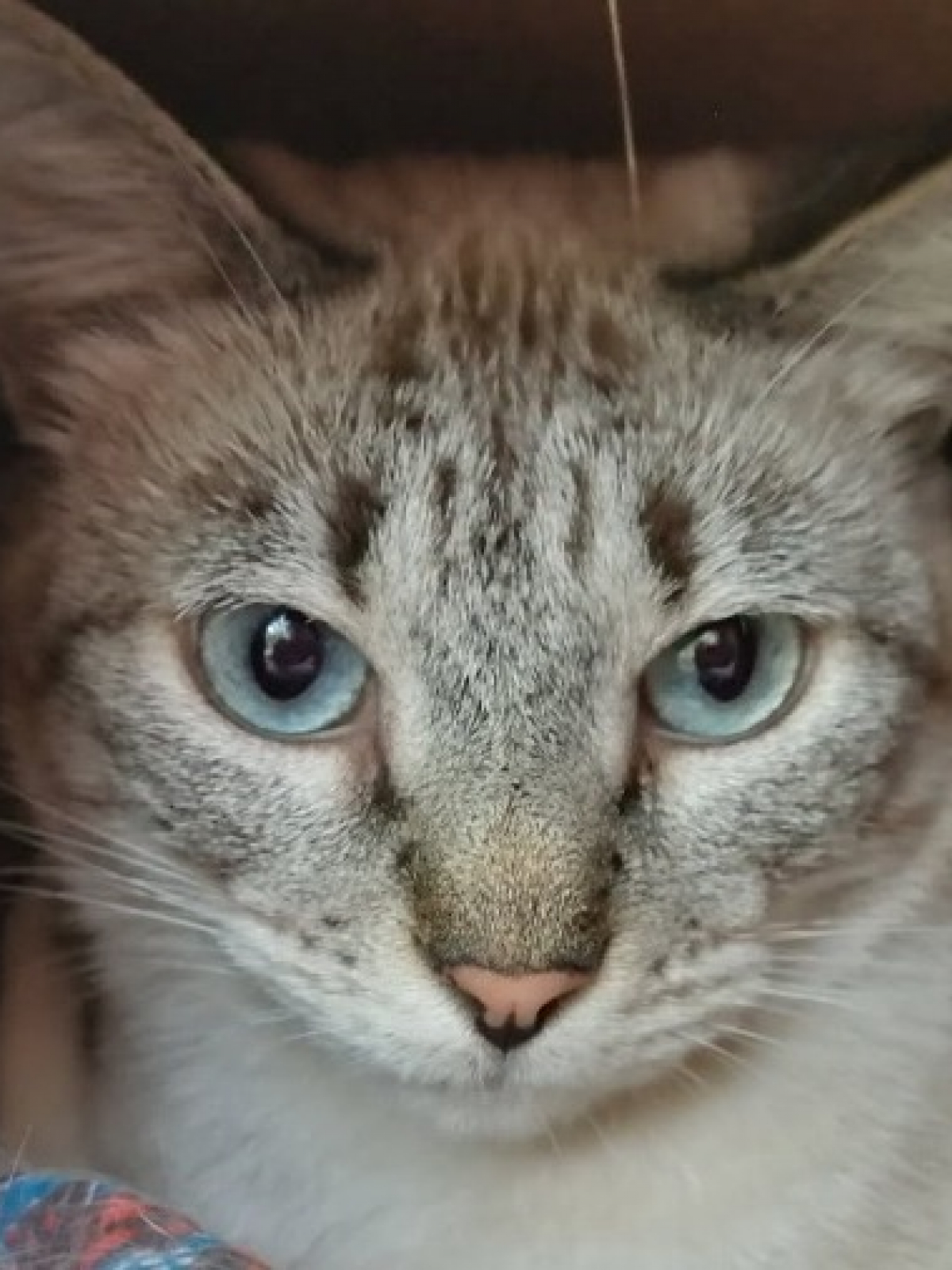 Lilo - Européen à adopter à Rennes (35) - Animaux.fr