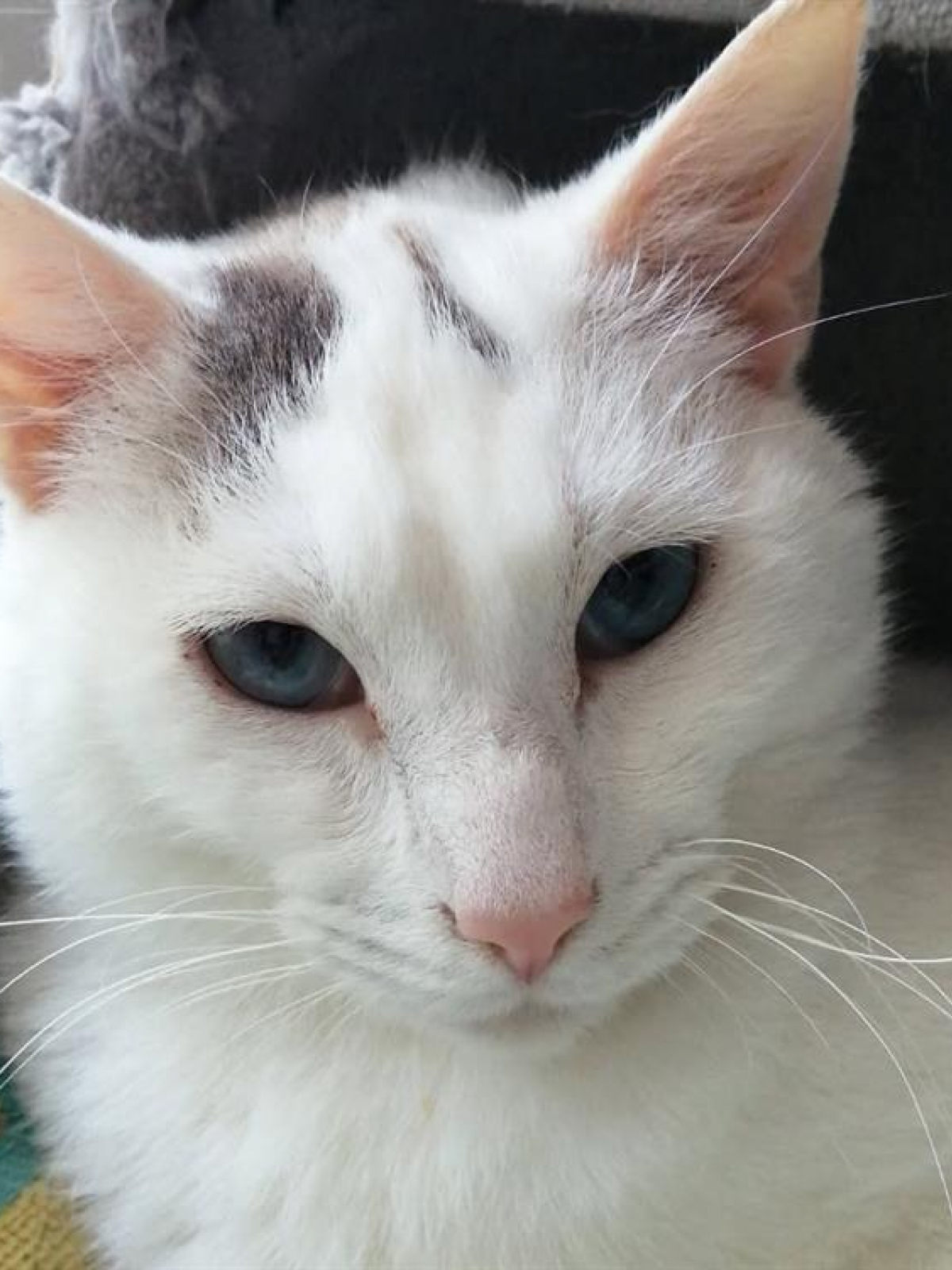 Eden - Européen à adopter à Rennes (35) - Animaux.fr