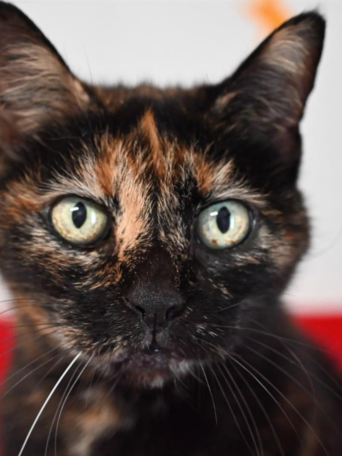 Mimi - Européen à adopter à Perpignan (66) - Animaux.fr