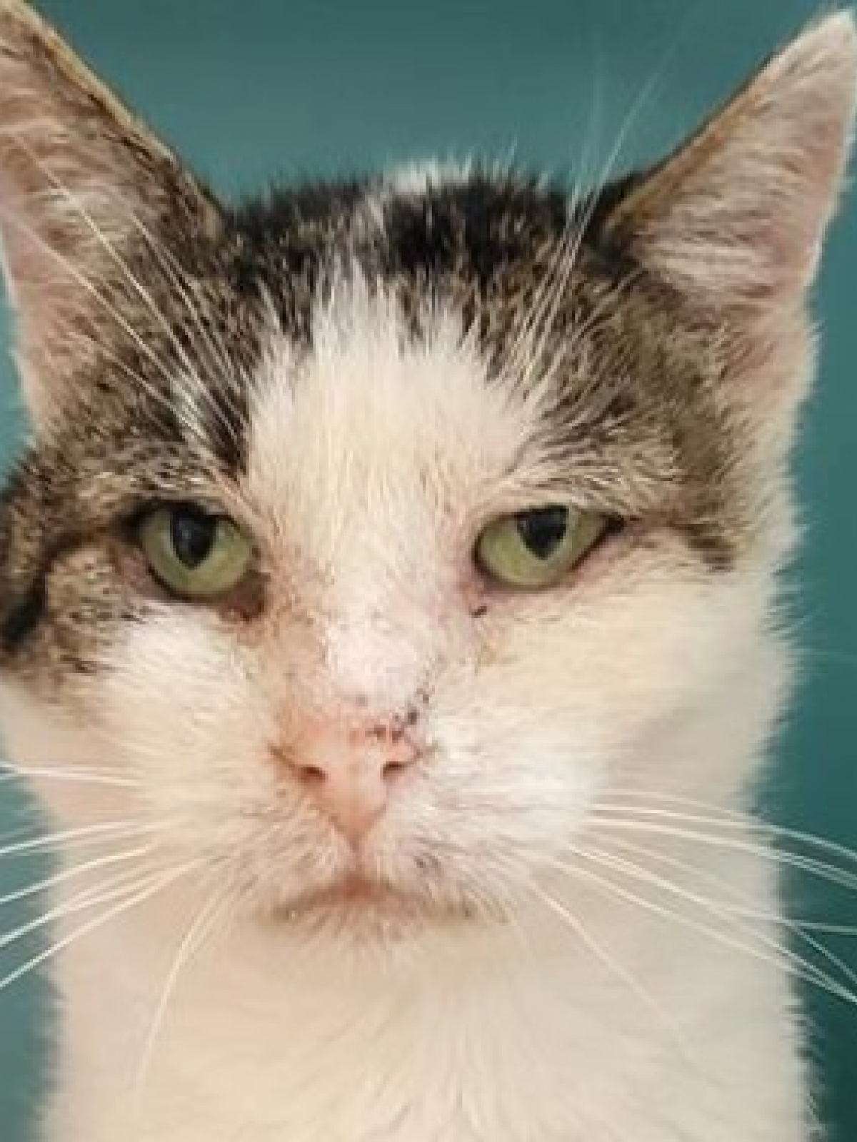 Poché - Européen à adopter à Rennes (35) - Animaux.fr