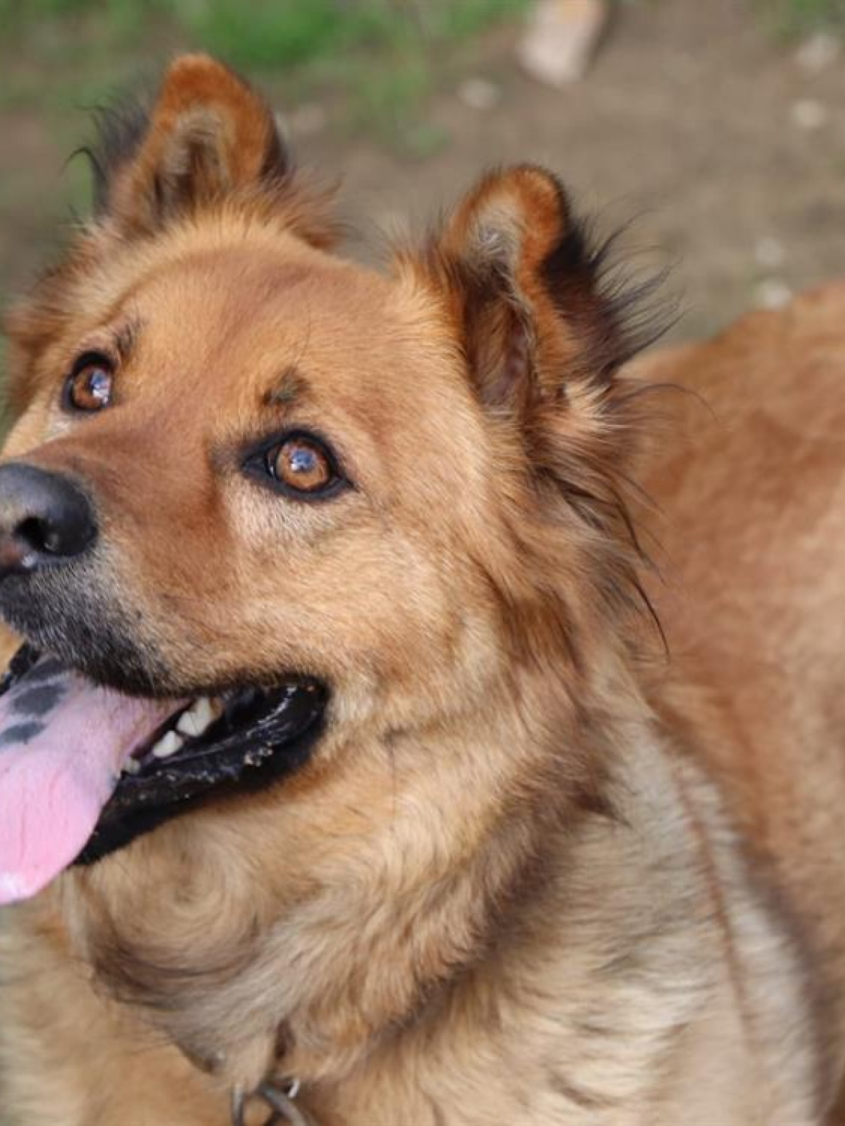 Rocket - Chien à adopter à Beaurepaire-en-Bresse (71) - Animaux.fr