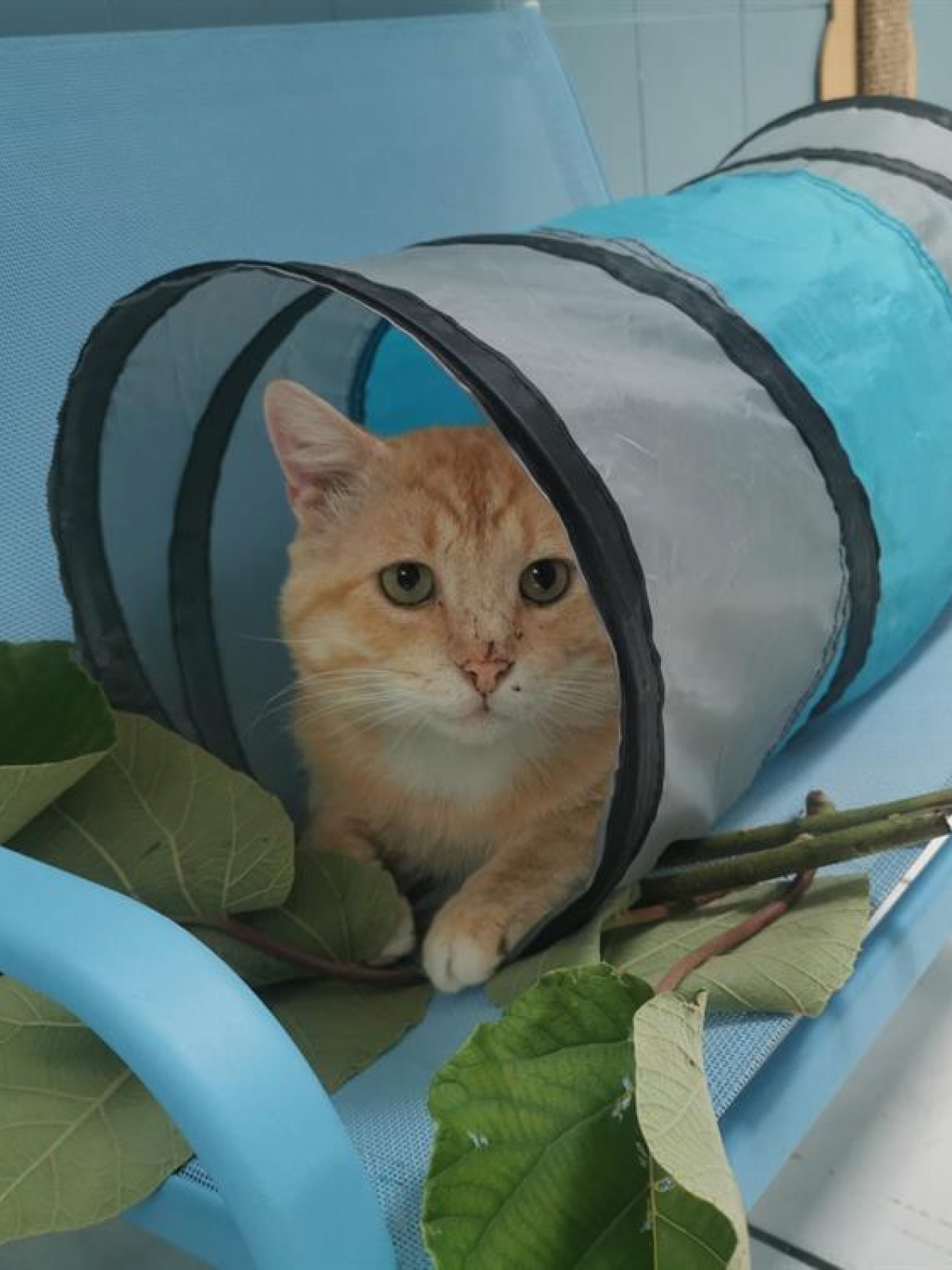 Stuart - Européen à adopter à Tourcoing (59) - Animaux.fr