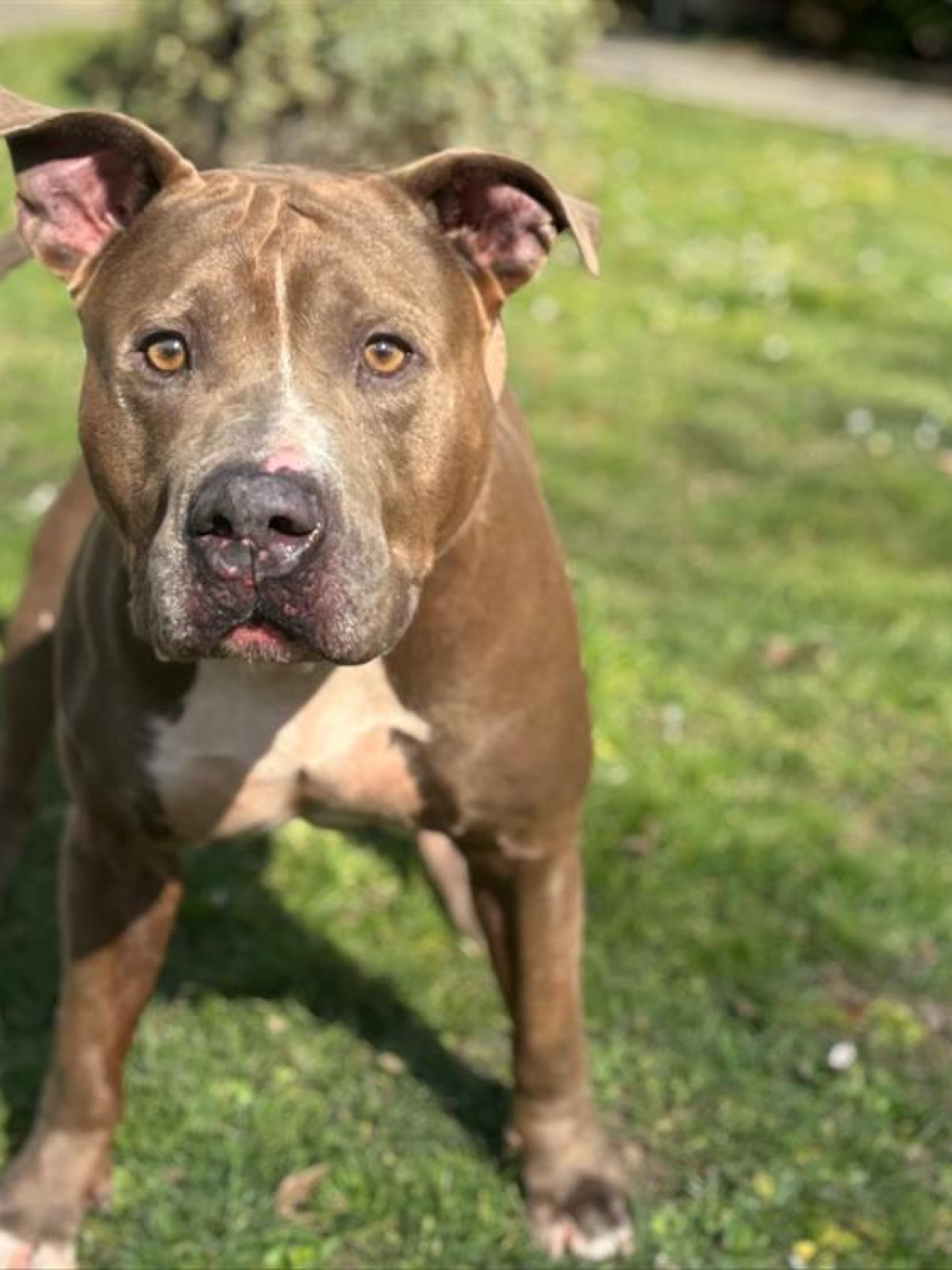Blacka - Chien à adopter à Compiègne (60) - Animaux.fr
