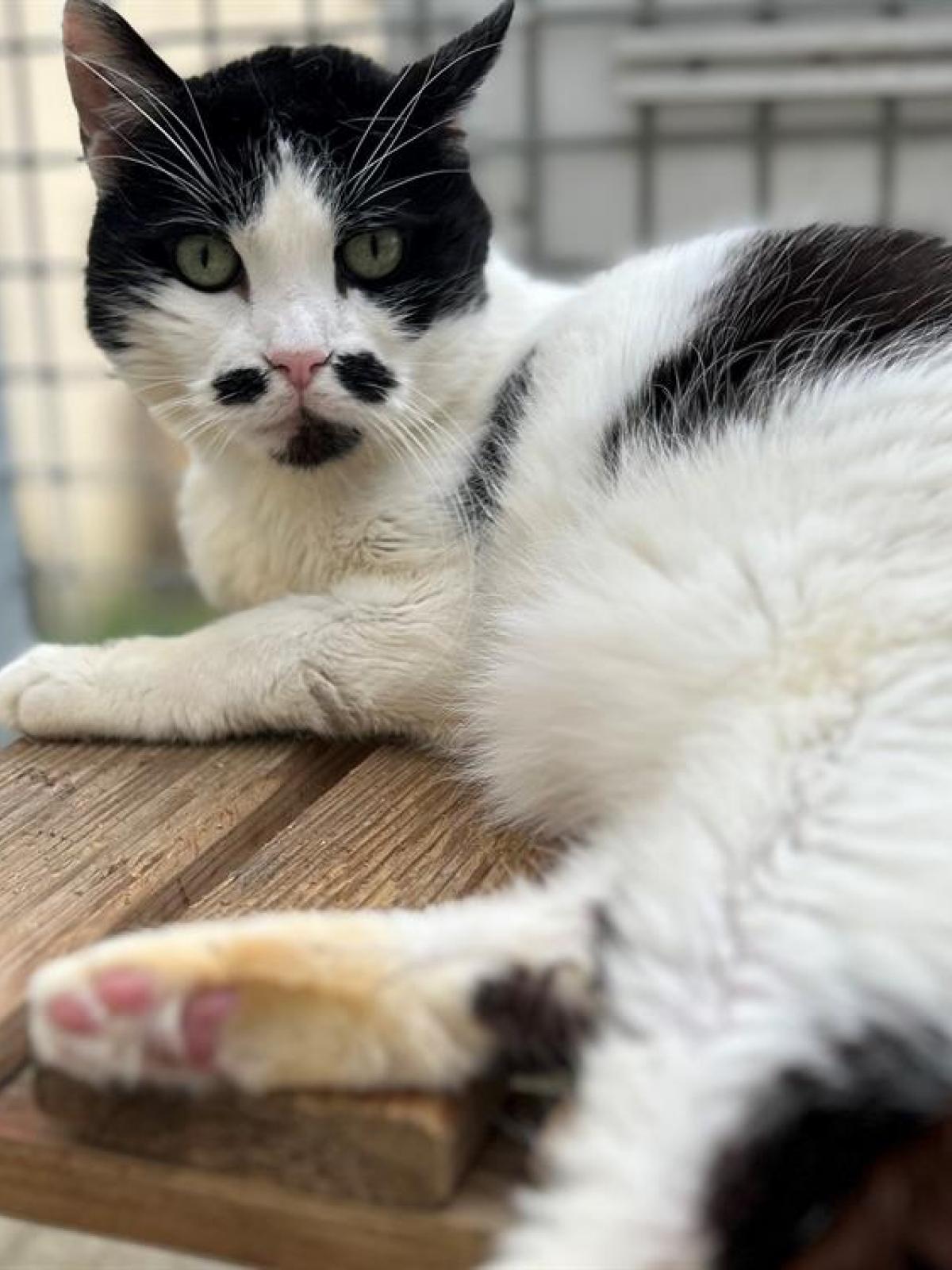 Morgan - Européen à adopter à Yvré-l'Évêque (72) - Animaux.fr