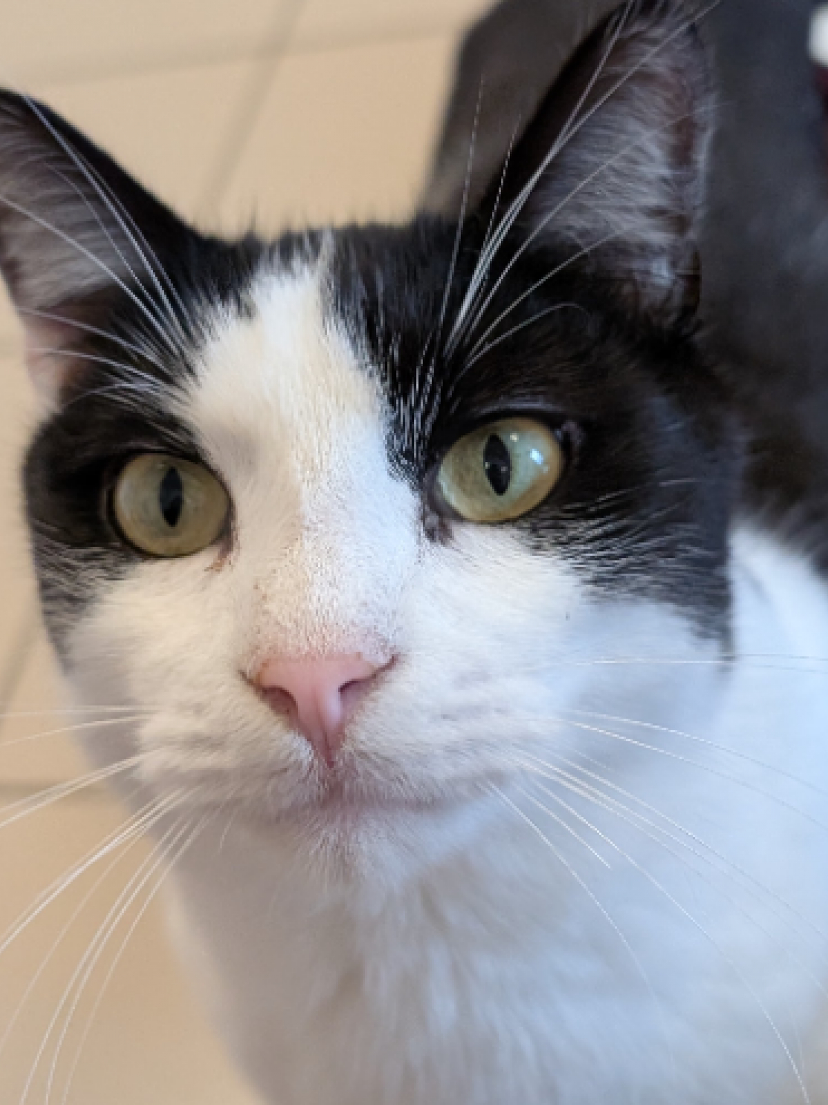 Picou - Européen à adopter à Vallérargues (30) - Animaux.fr