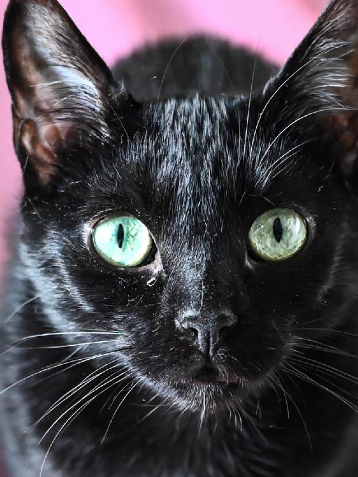 Bastet - Européen à adopter à Perpignan (66) - Animaux.fr