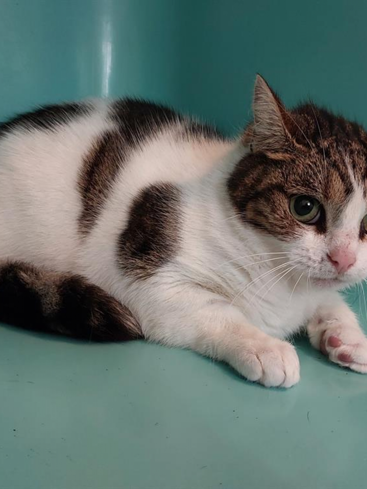 Galak - Européen à adopter à étalondes (76) - Animaux.fr