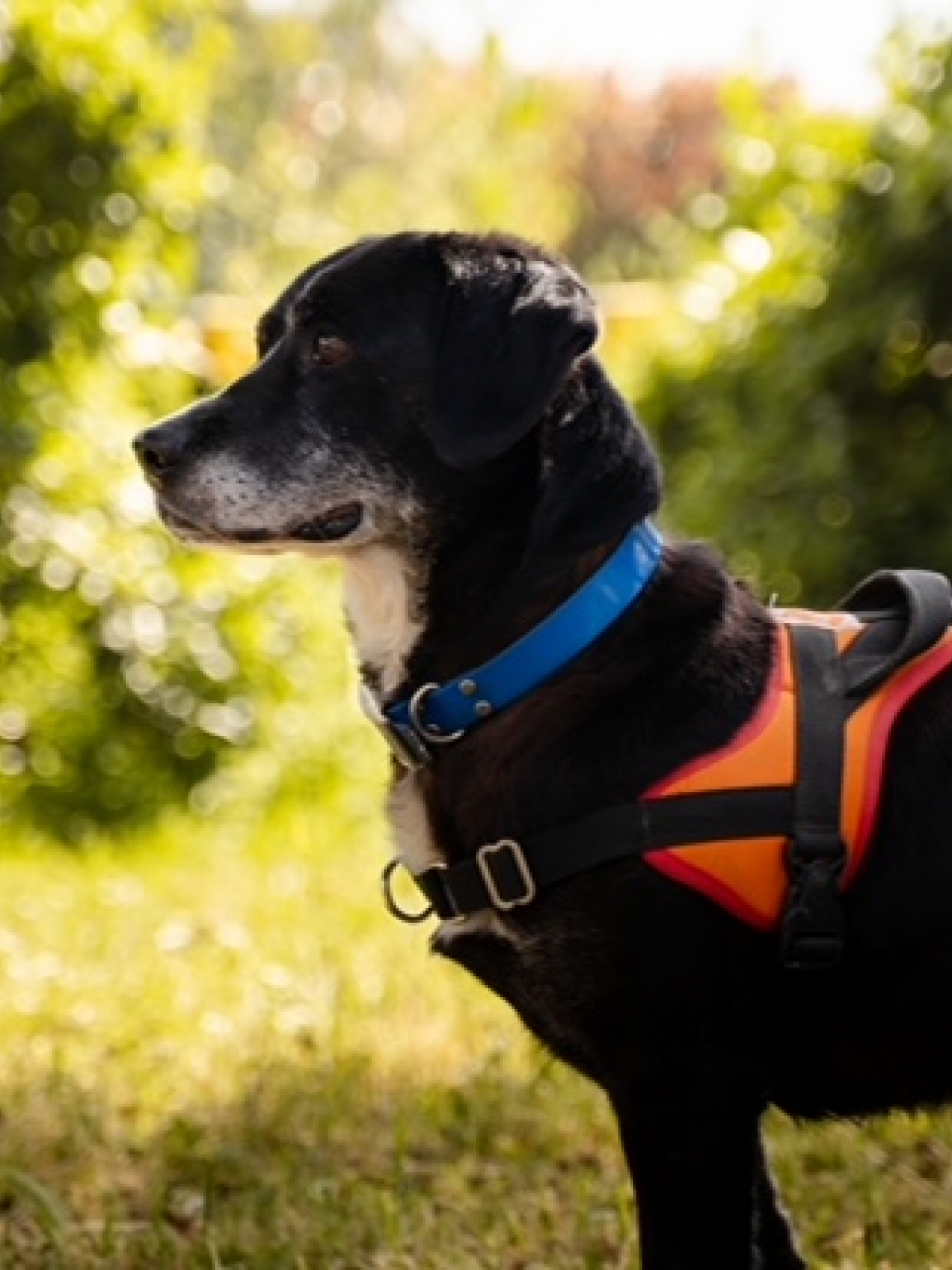 Parker - Chien à adopter à Rennes (35) - Animaux.fr