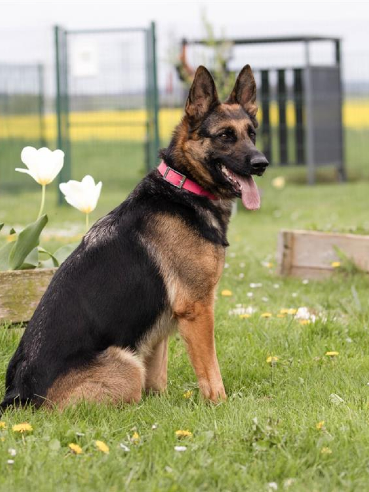 Shay - Berger Allemand à adopter à Poulainville (80) - Animaux.fr