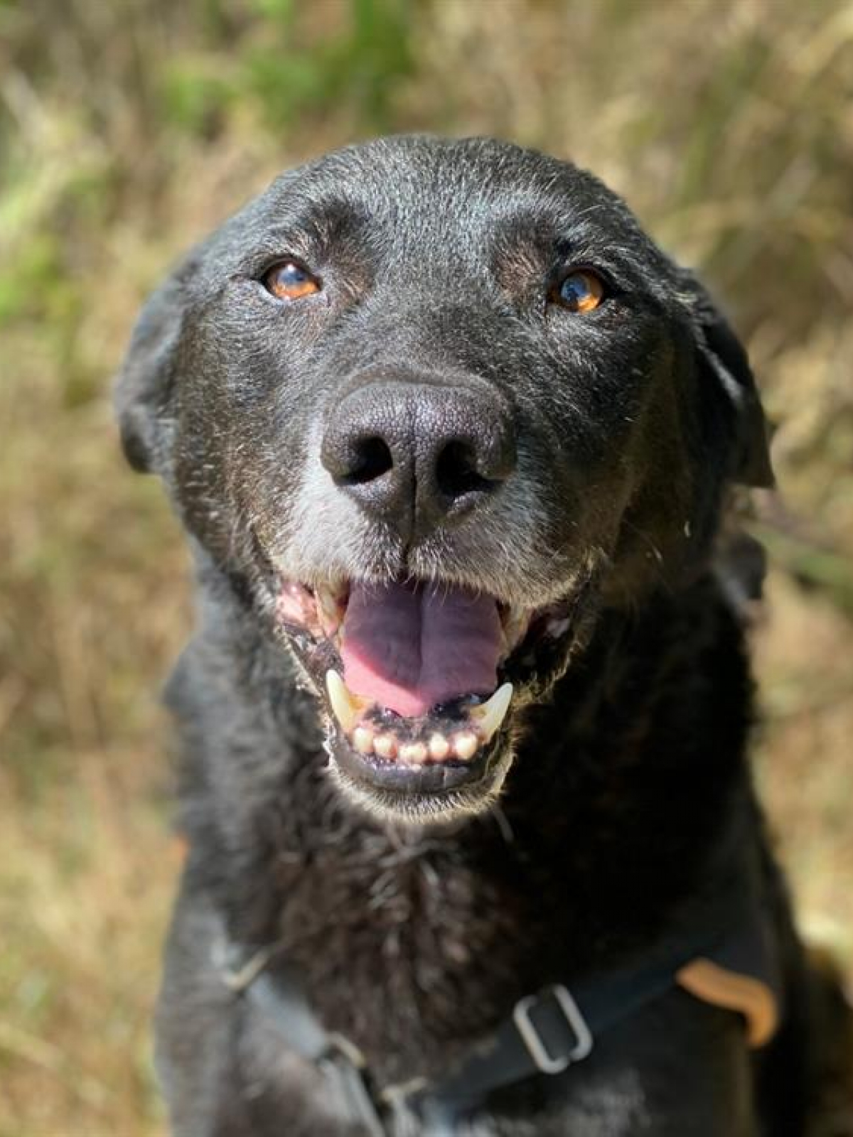 Rexy - Chien à adopter à Vaux-le-Pénil (77) - Animaux.fr