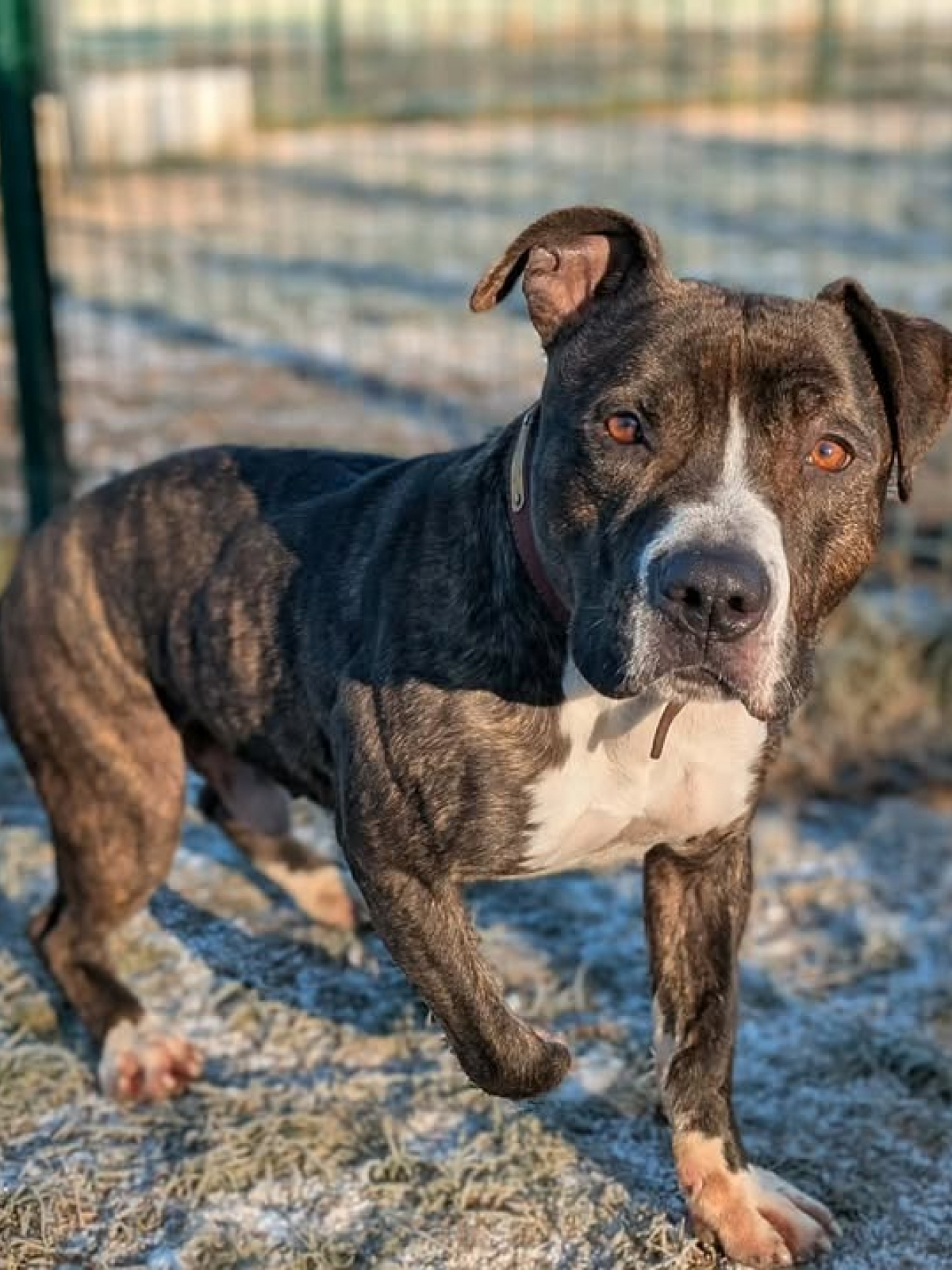Coco - Chien à adopter à Poulainville (80) - Animaux.fr