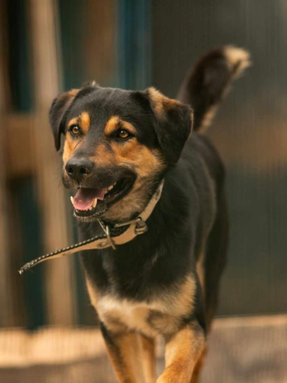 Youri - Berger Allemand à adopter à Millau (12) - Animaux.fr