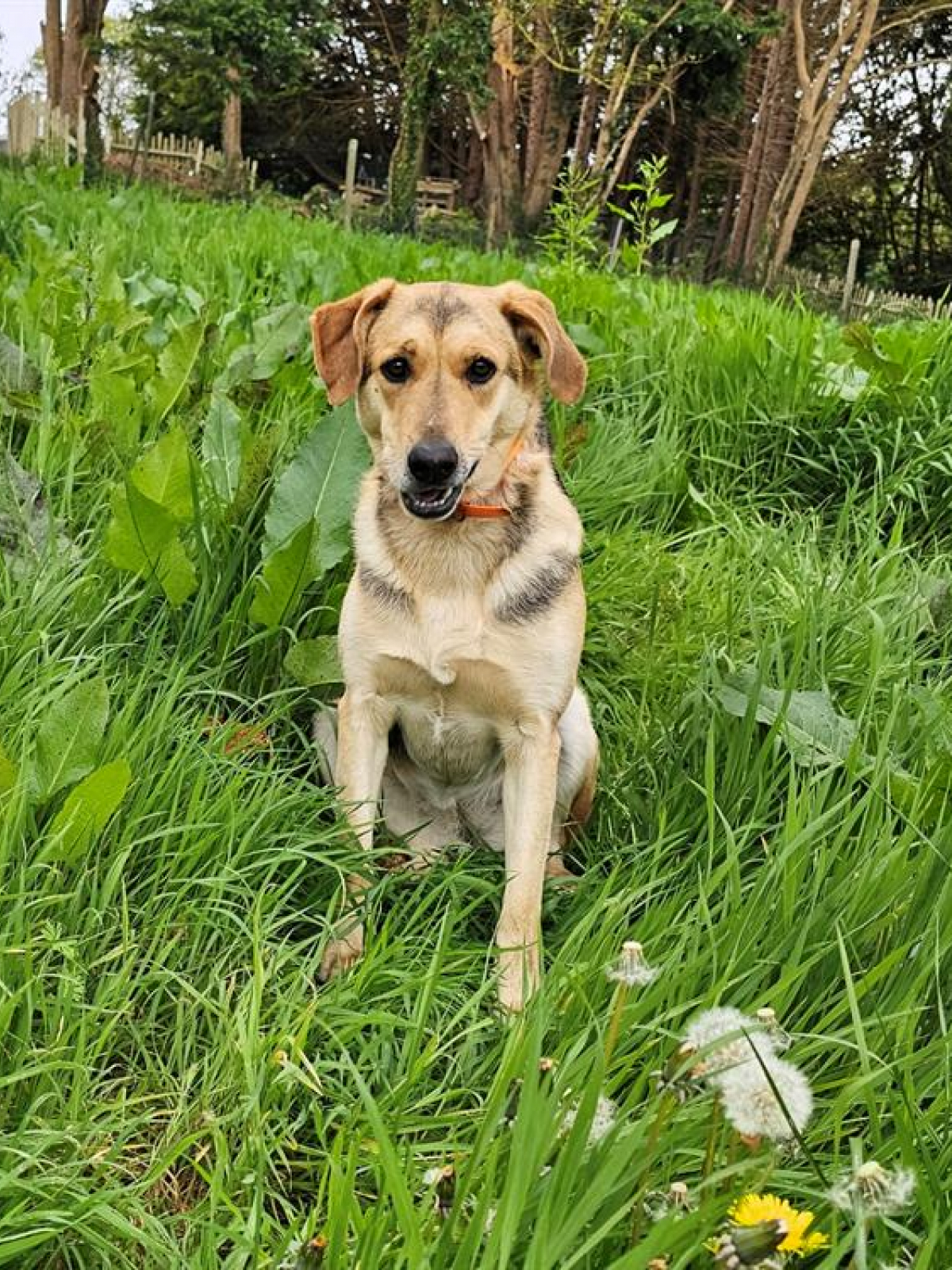 Rouxi - Chien à adopter à Plouhinec (29) - Animaux.fr