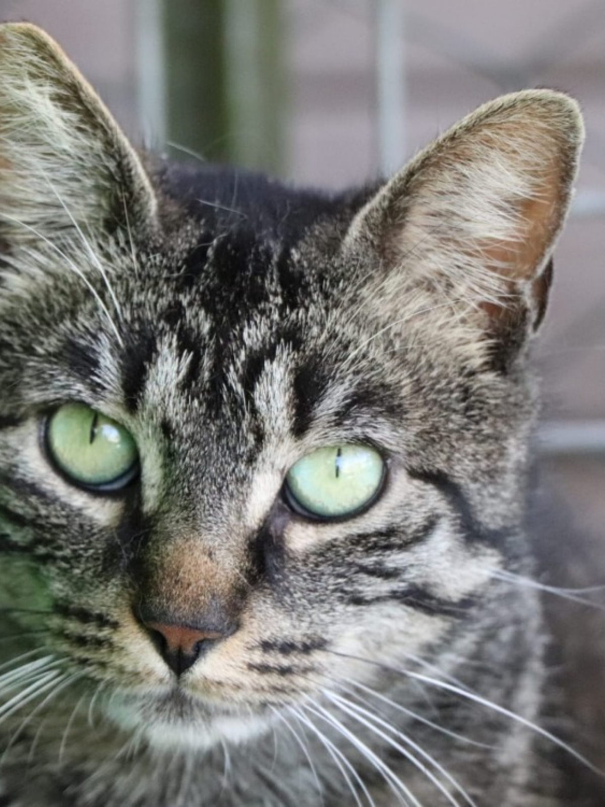 Anakin - Européen à adopter à Beaurepaire-en-Bresse (71) - Animaux.fr