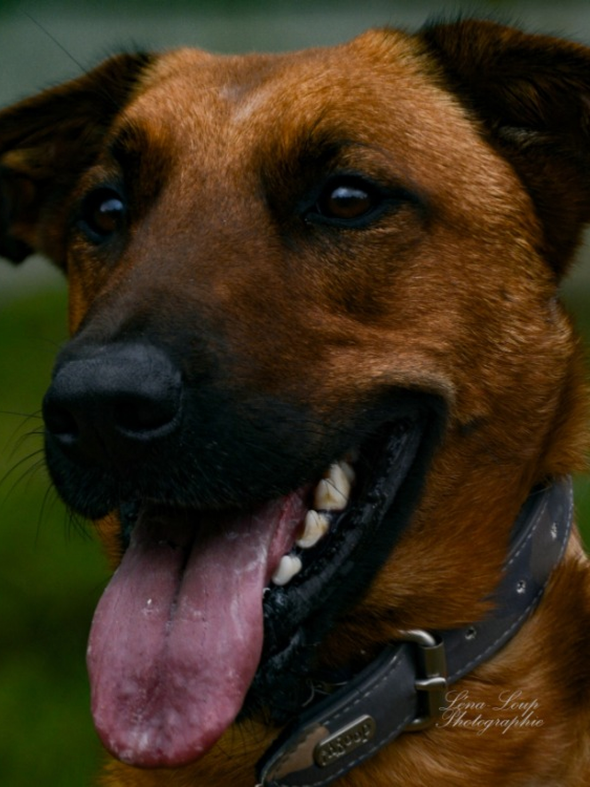 Bounty - Chien à adopter à Pornic (44) - Animaux.fr