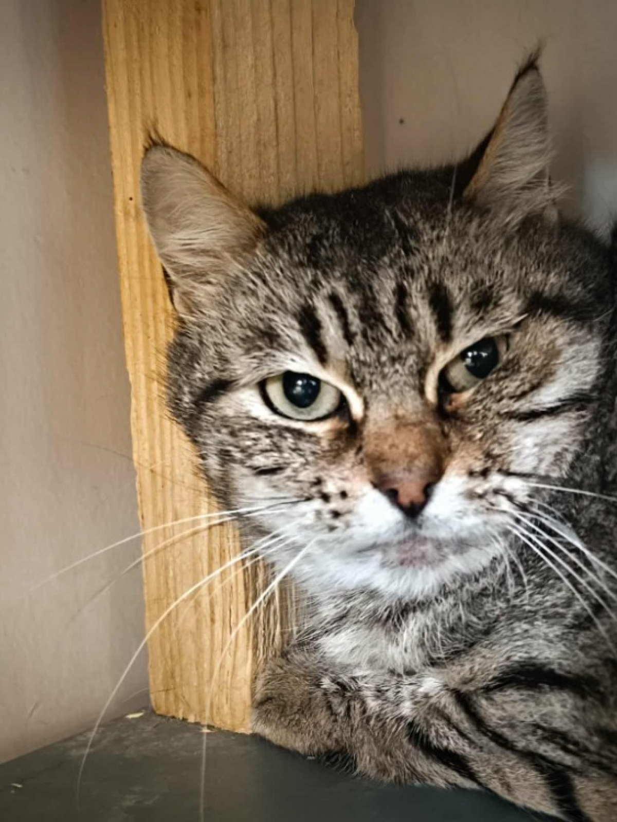 Minette - Européen à adopter à Le Garric (81) - Animaux.fr