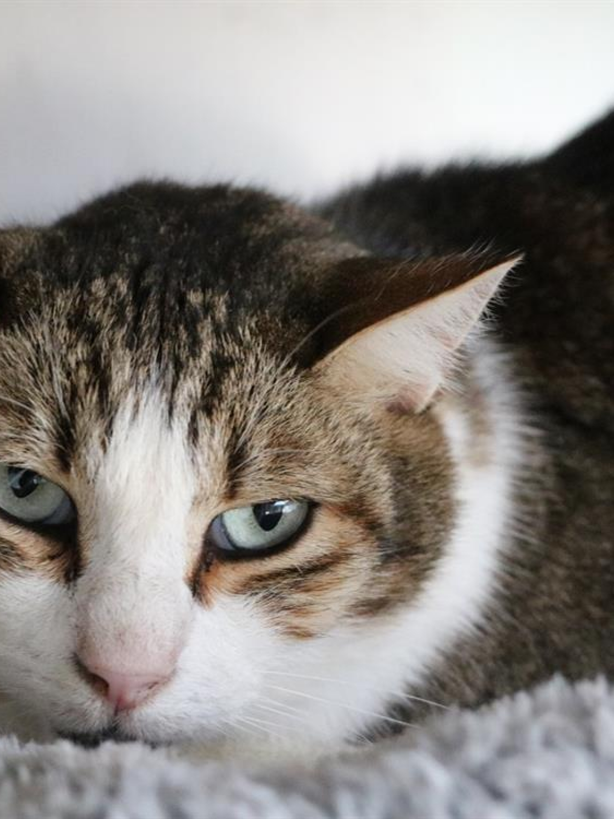 Zazu - Européen à adopter à Hermeray (78) - Animaux.fr