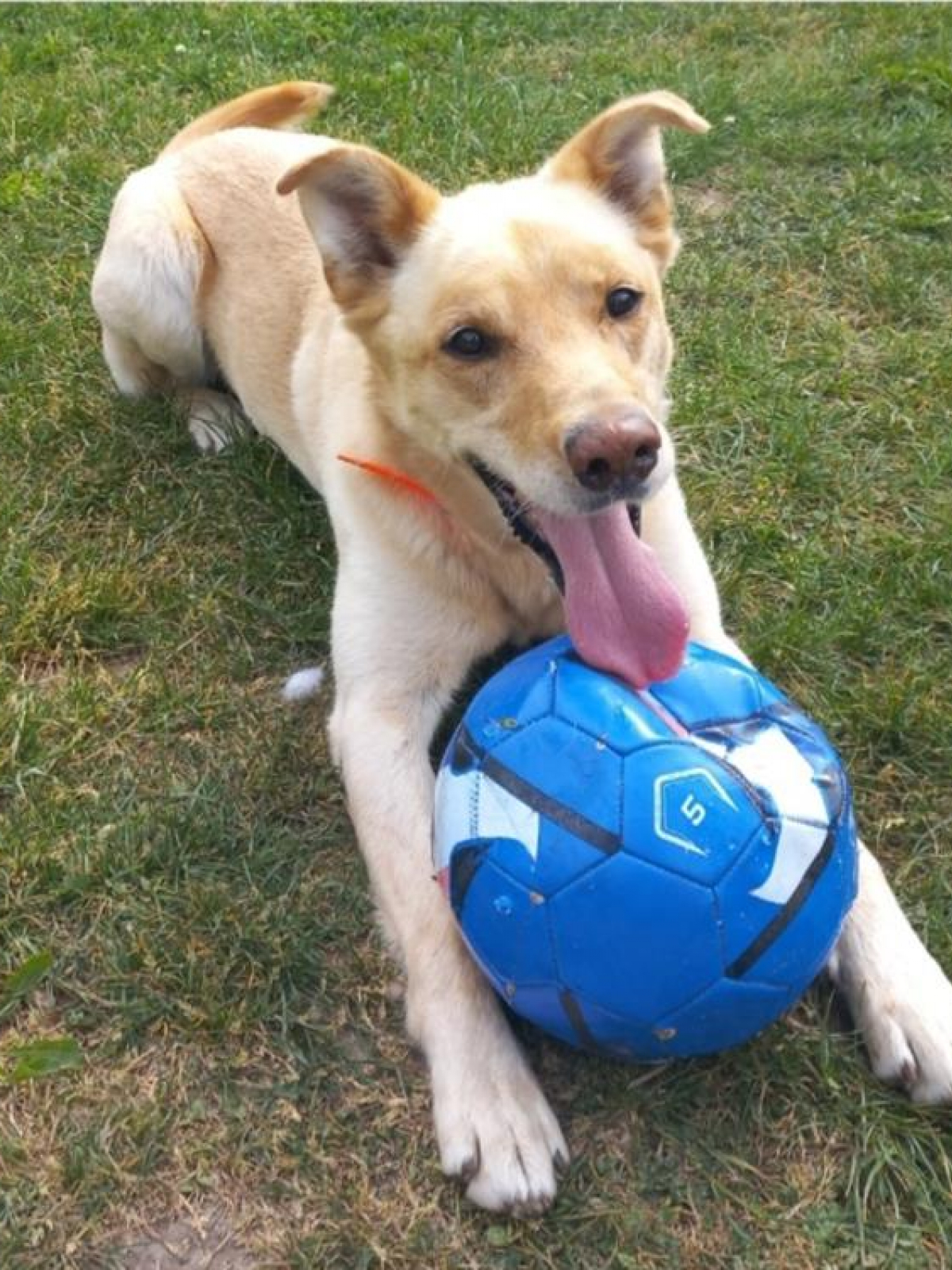 Chico - Chien à adopter à Tilloy-lès-Mofflaines (62) - Animaux.fr