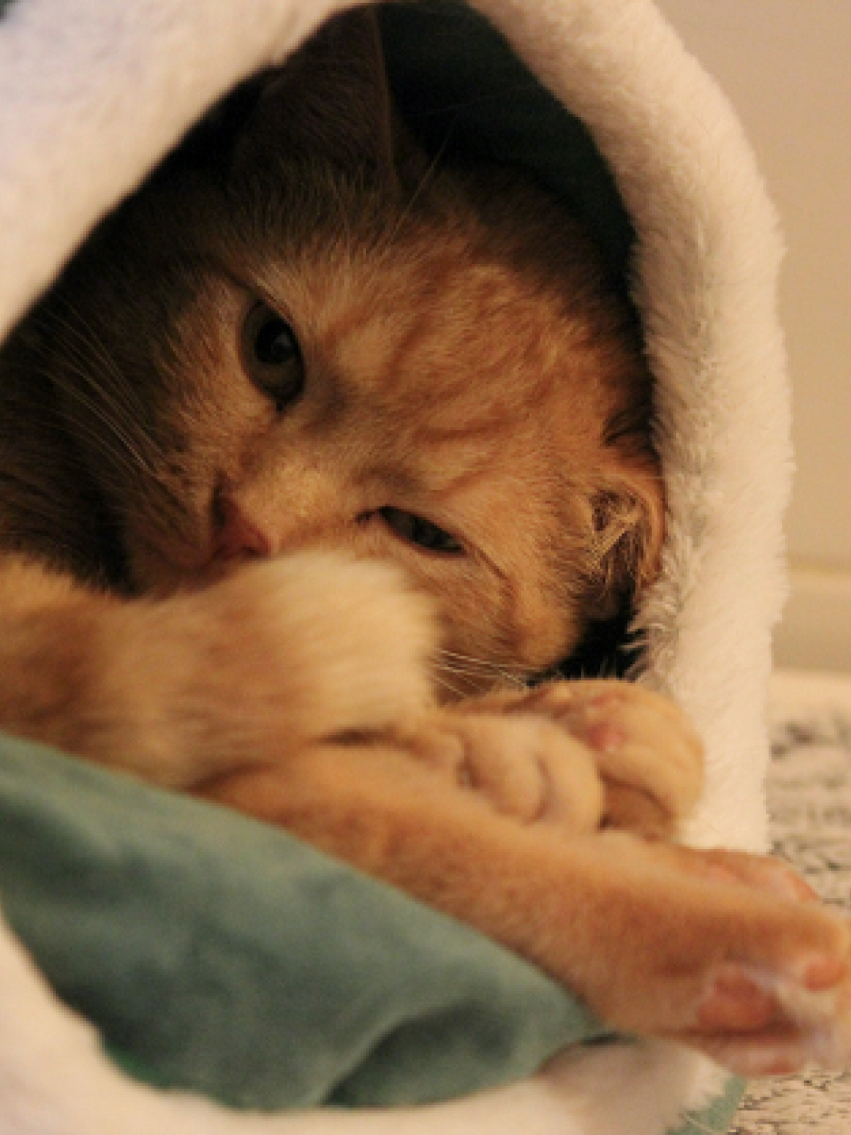 Pitcho - Européen à adopter à La Roche-sur-Yon (85) - Animaux.fr