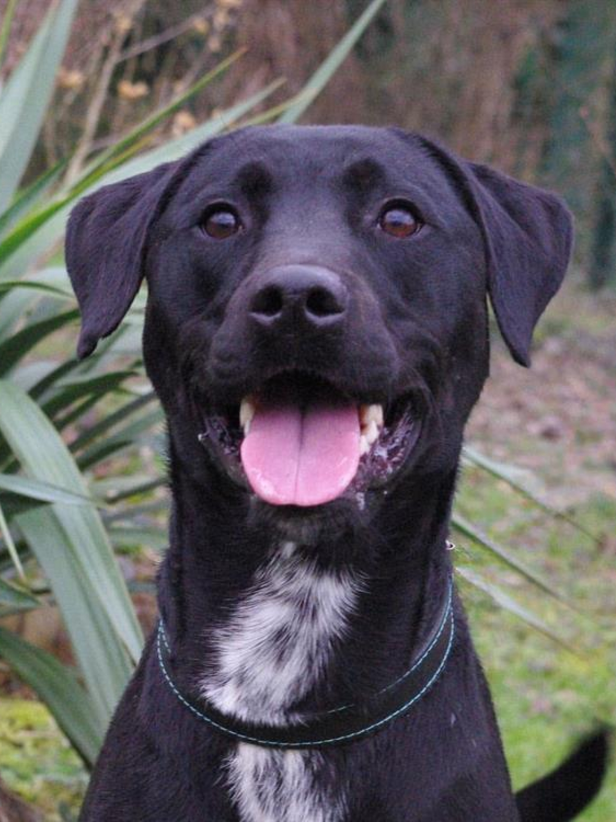 Nox - Chien à adopter à Plaisir (78) - Animaux.fr