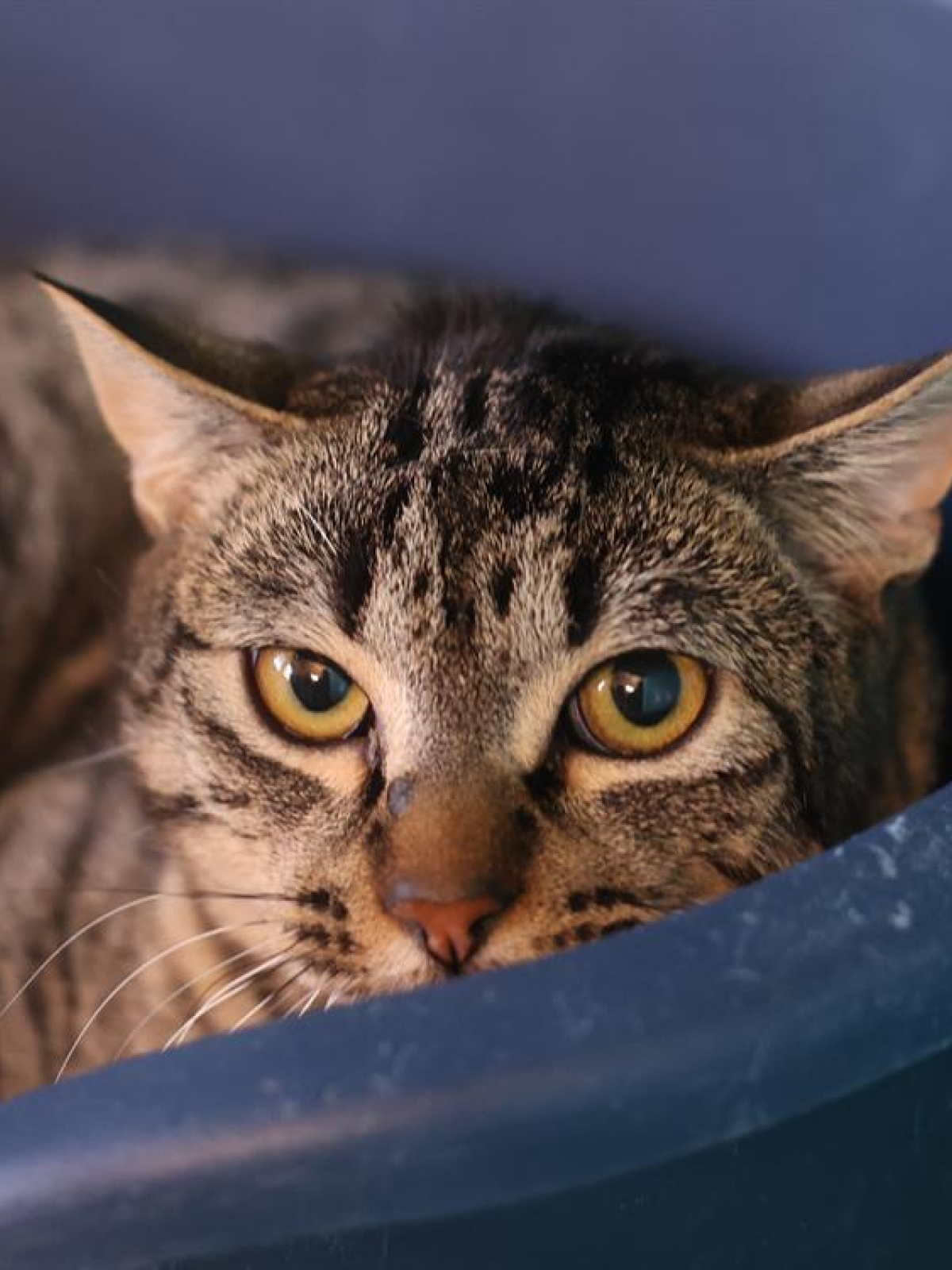 Janelle - Européen à adopter à Gennevilliers (92) - Animaux.fr