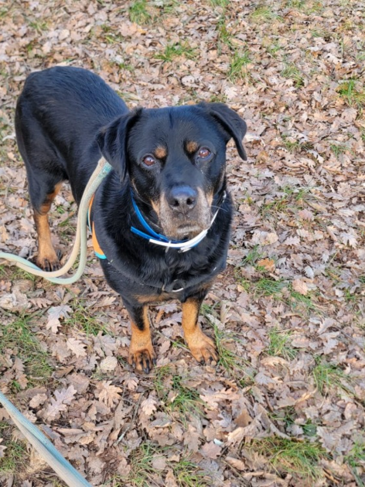 Toupette - Chien à adopter à Vallerargues (30) - Animaux.fr