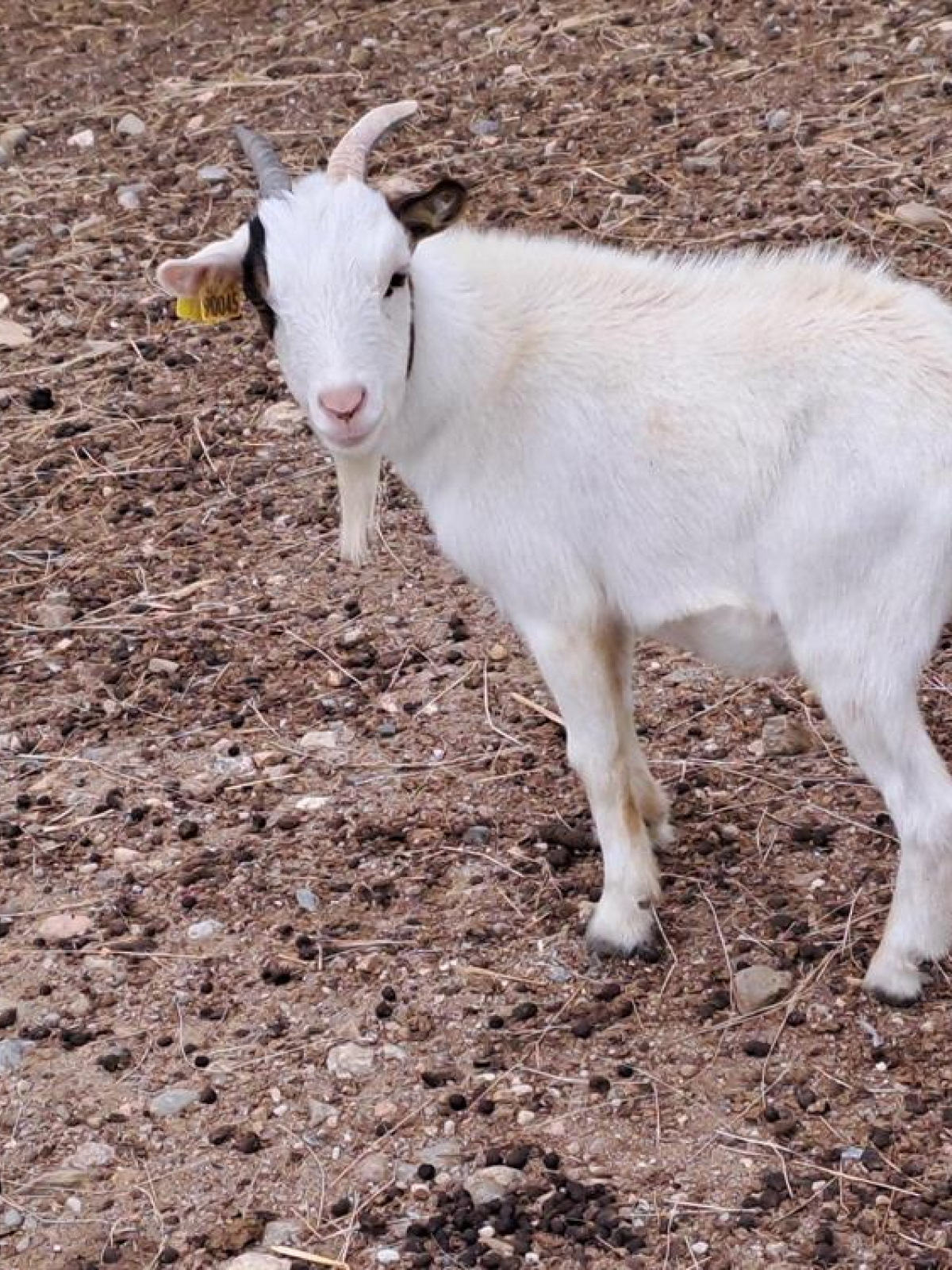 Facebook - Bouc à adopter à Perpignan (66) - Animaux.fr