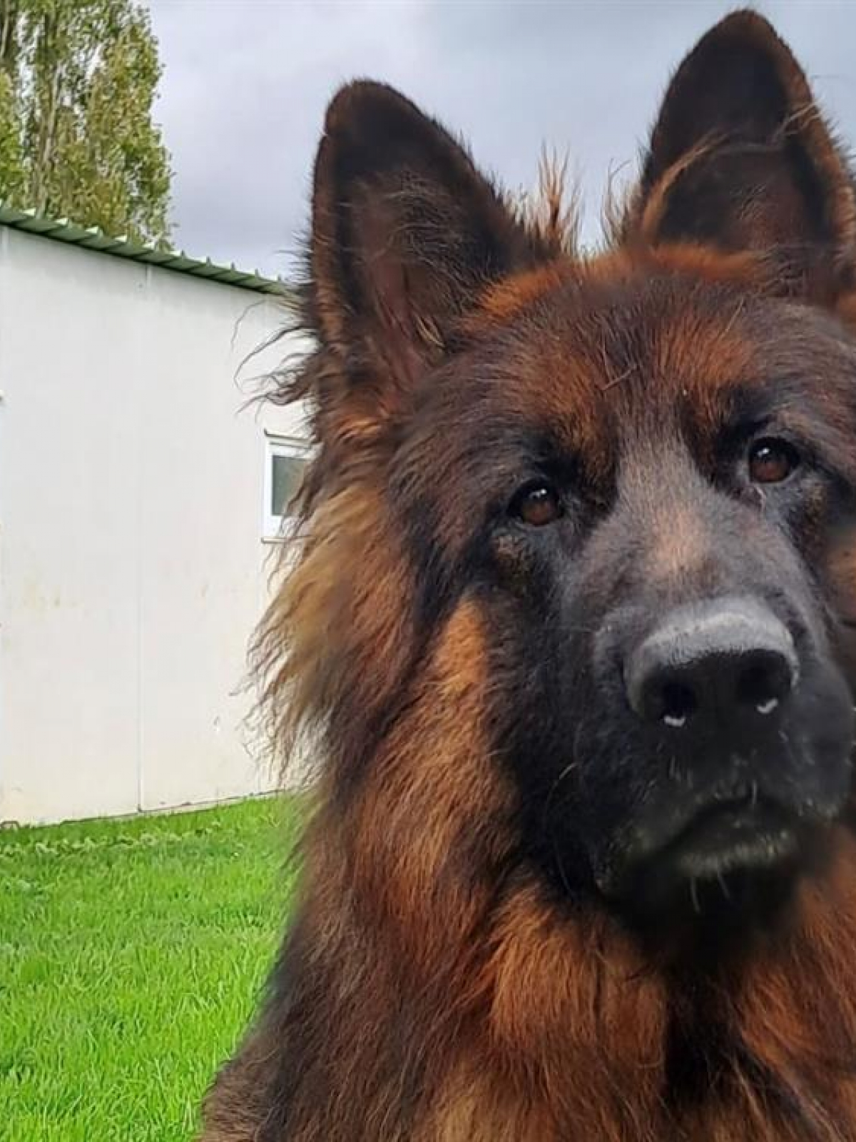 Sam - Berger Allemand à adopter à Cholet (49) - Animaux.fr