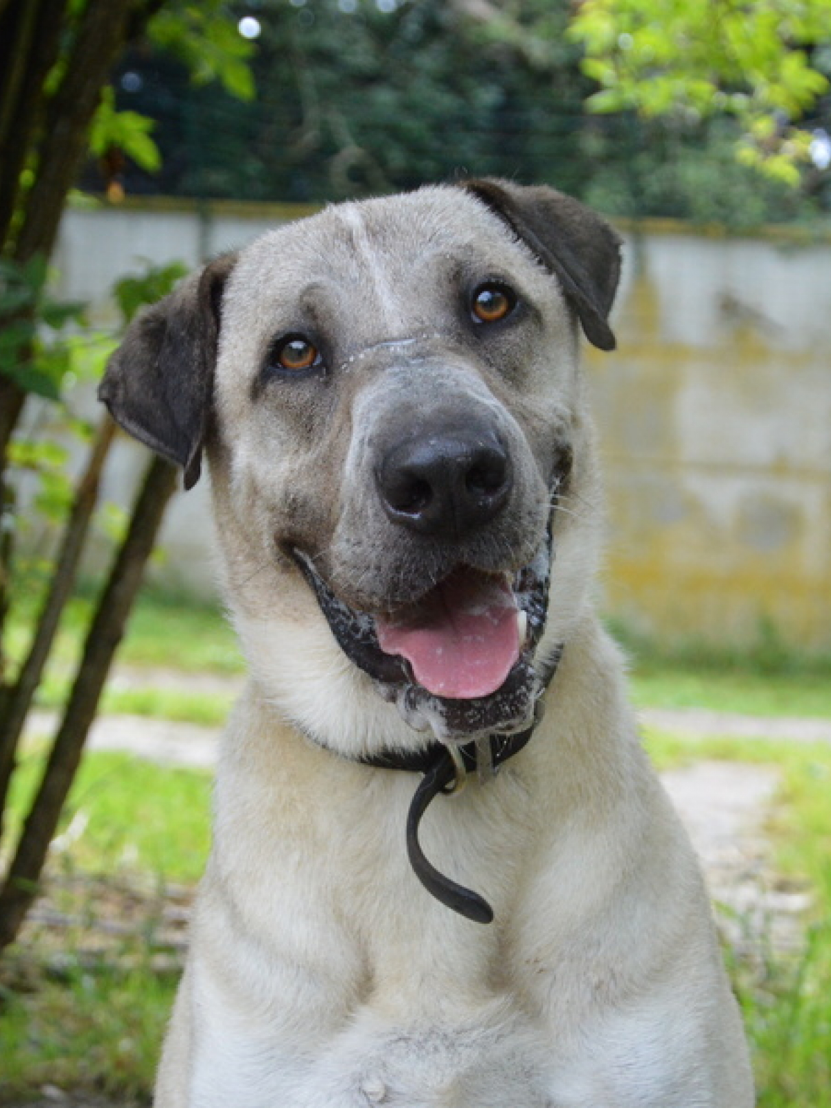 Orky - Berger d'Anatolie à adopter à Chamarande (91) - Animaux.fr