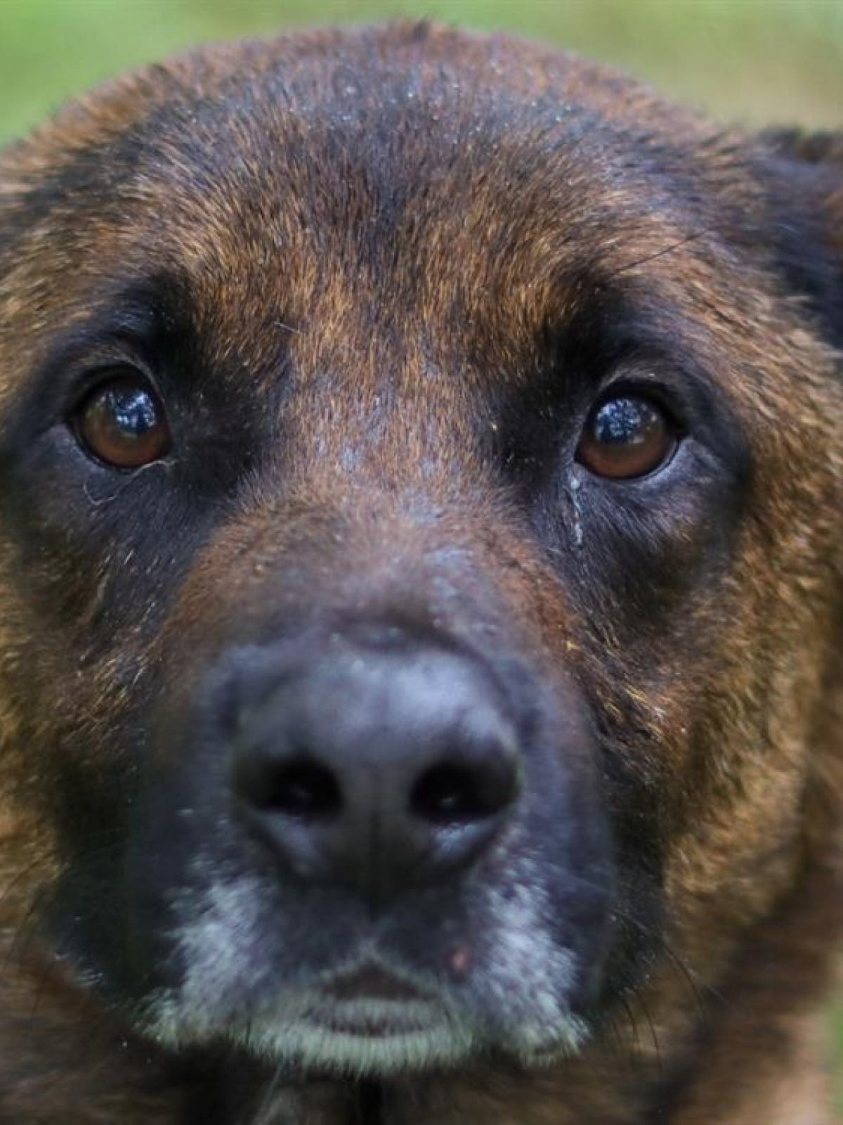 Royal - Berger Belge Malinois à adopter à Luynes (37) - Animaux.fr