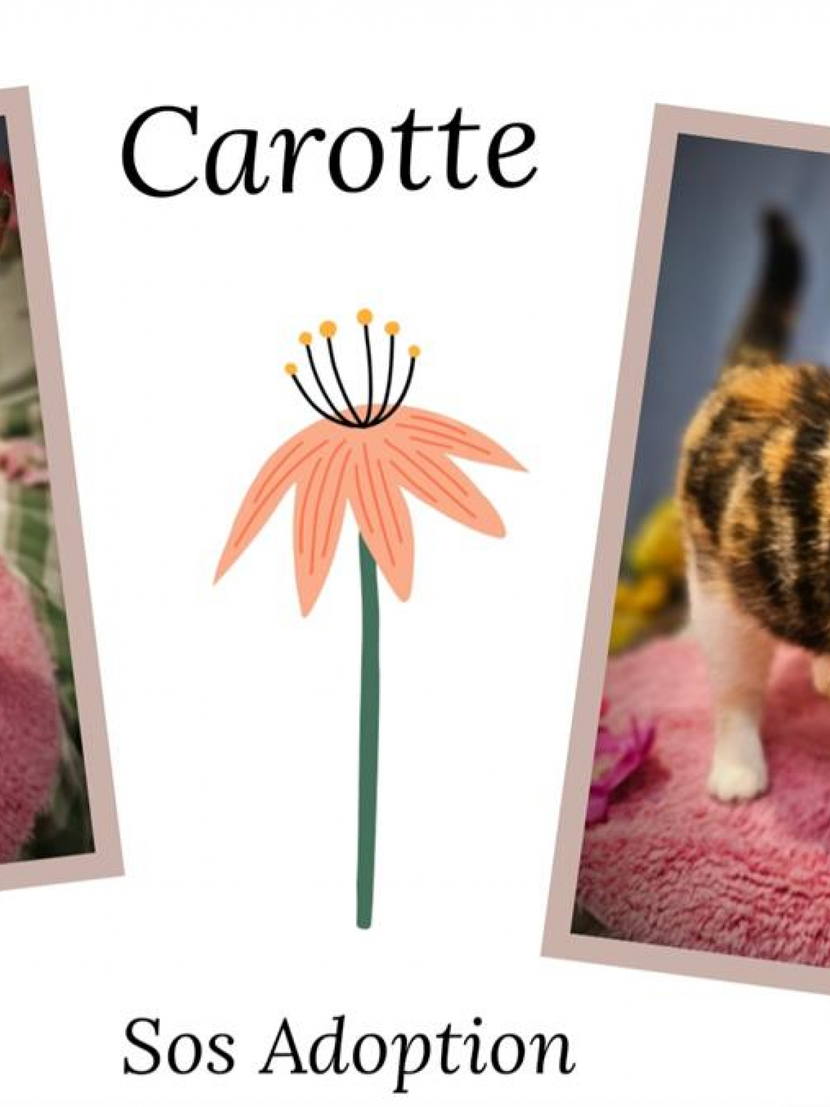 Carotte - Européen à adopter à Tollevast (50) - Animaux.fr