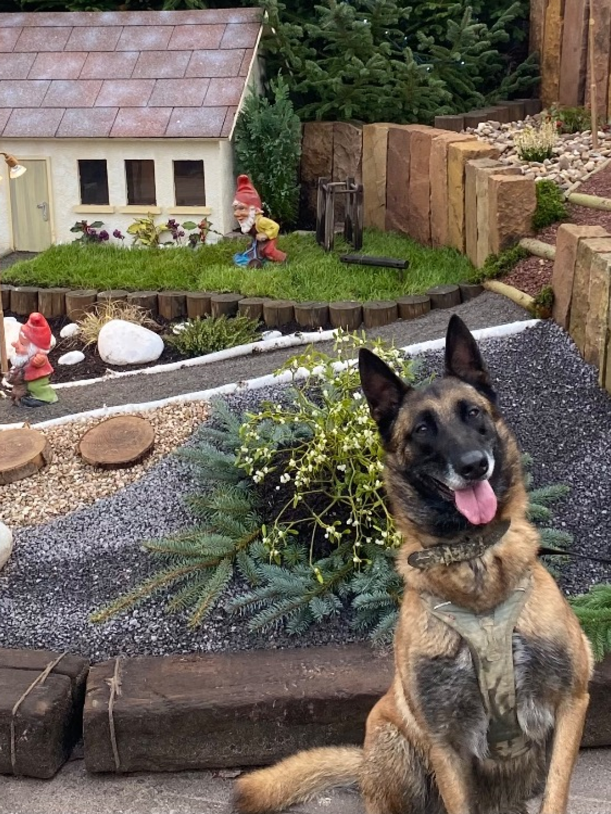Tyga - Berger Belge Malinois à adopter à Thionville (57) - Animaux.fr