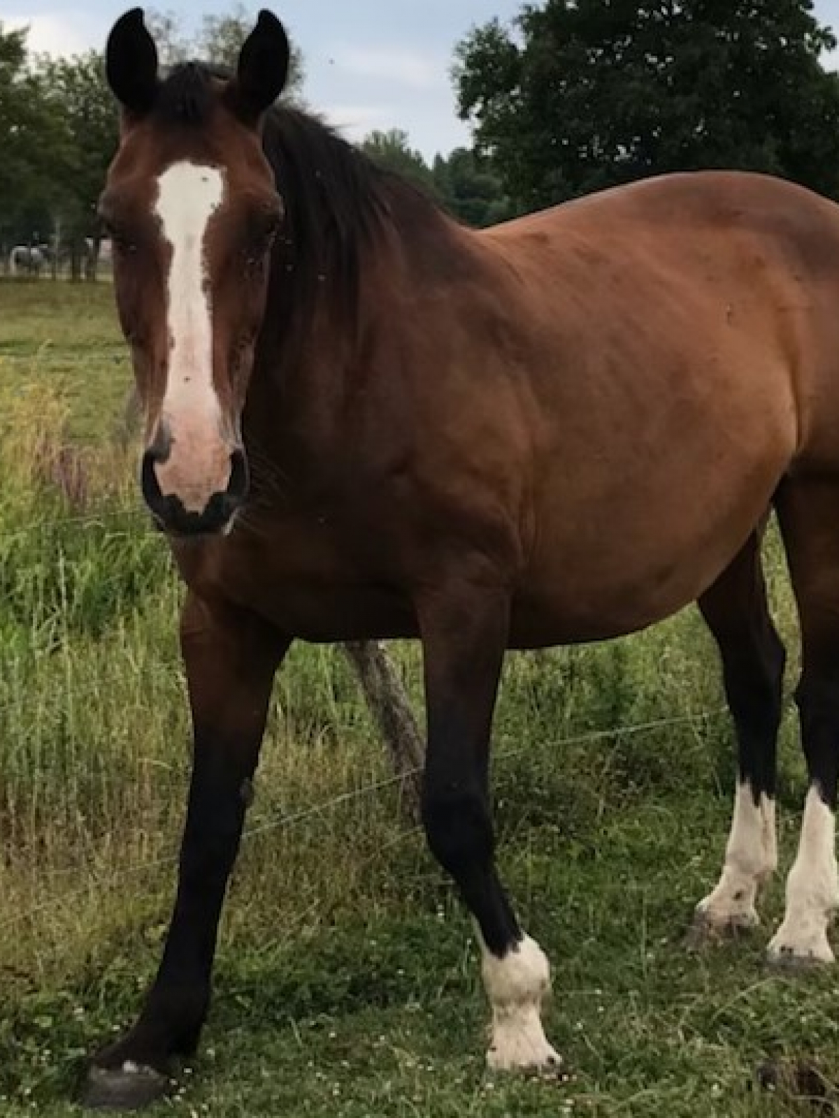 Sinah - Cheval à adopter à Pervenchères (61) - Animaux.fr