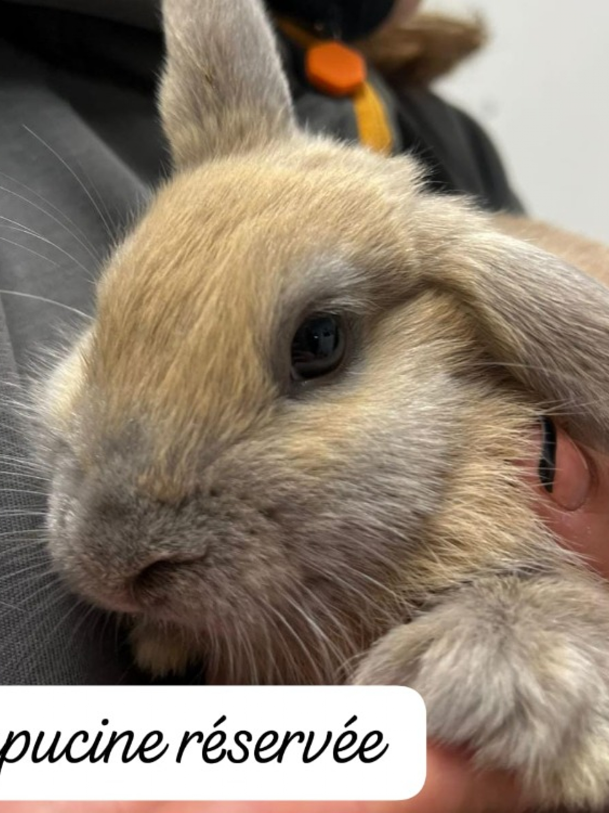 Chorizo capucine réservé - Lapin à adopter à Cholet (49) - Animaux.fr