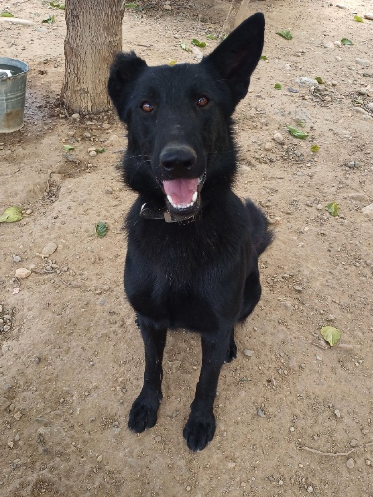 Teyla - Berger Allemand à adopter à Perpignan (66) - Animaux.fr