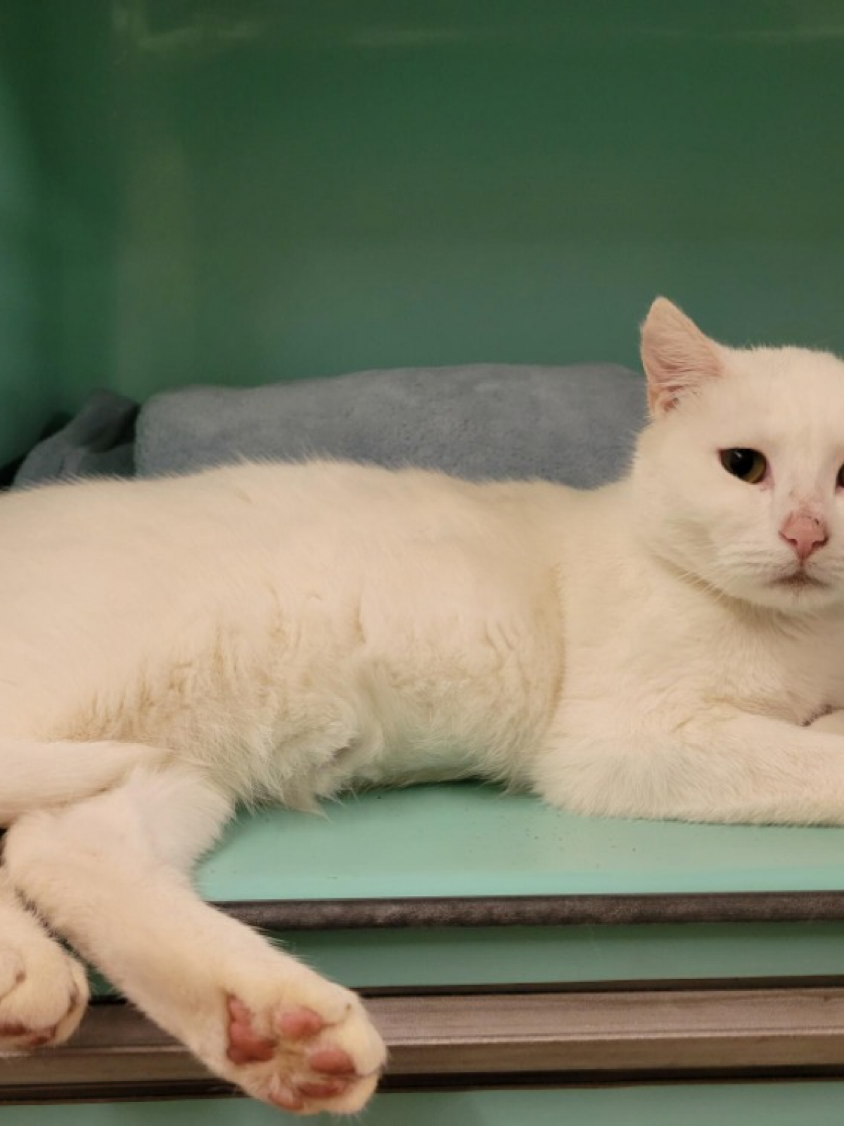 Adams - Européen à adopter à Plaisir (78) - Animaux.fr