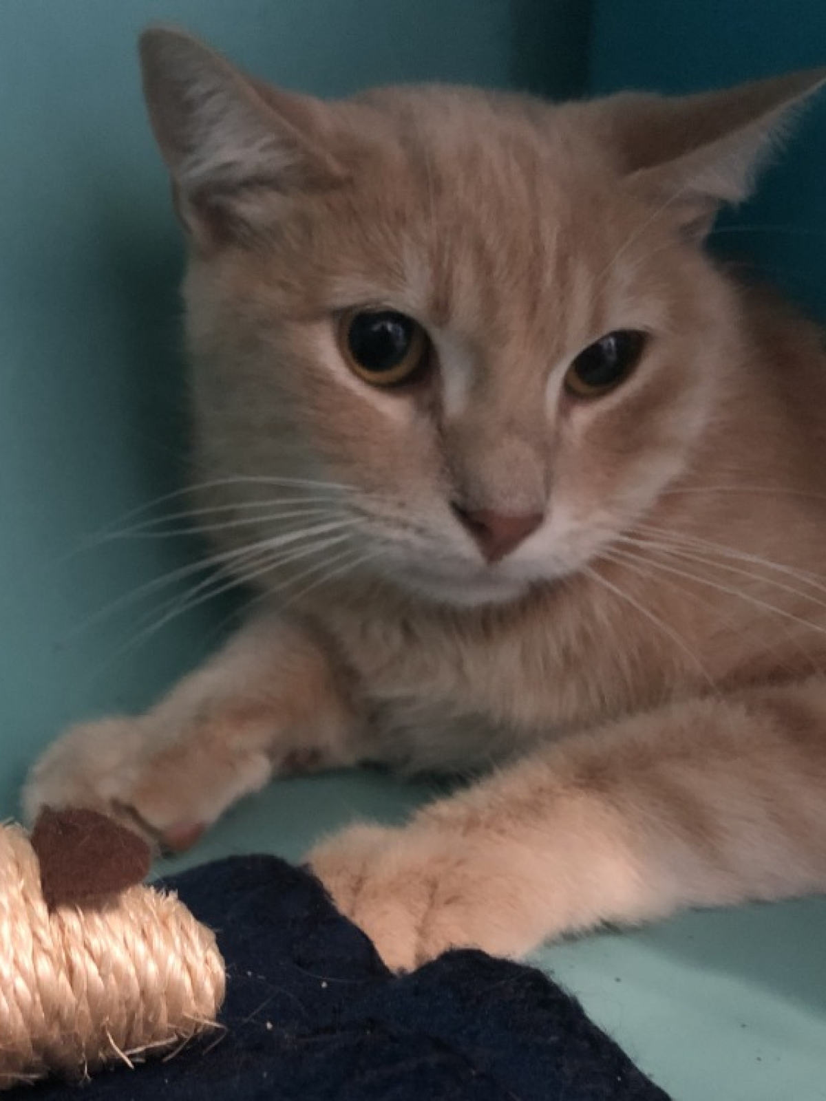 Simba - Européen à adopter à Perpignan (66) - Animaux.fr