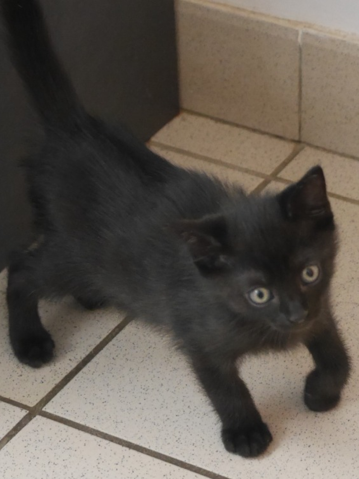 Alasia - Européen à adopter à Perpignan (66) - Animaux.fr