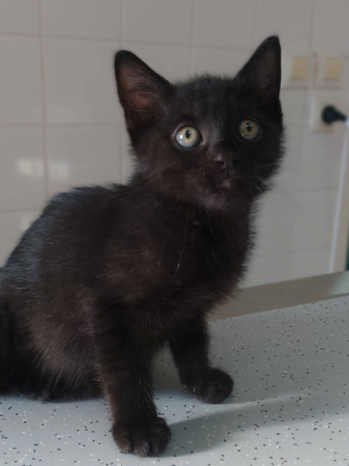Alkes - Européen à adopter à Perpignan (66) - Animaux.fr