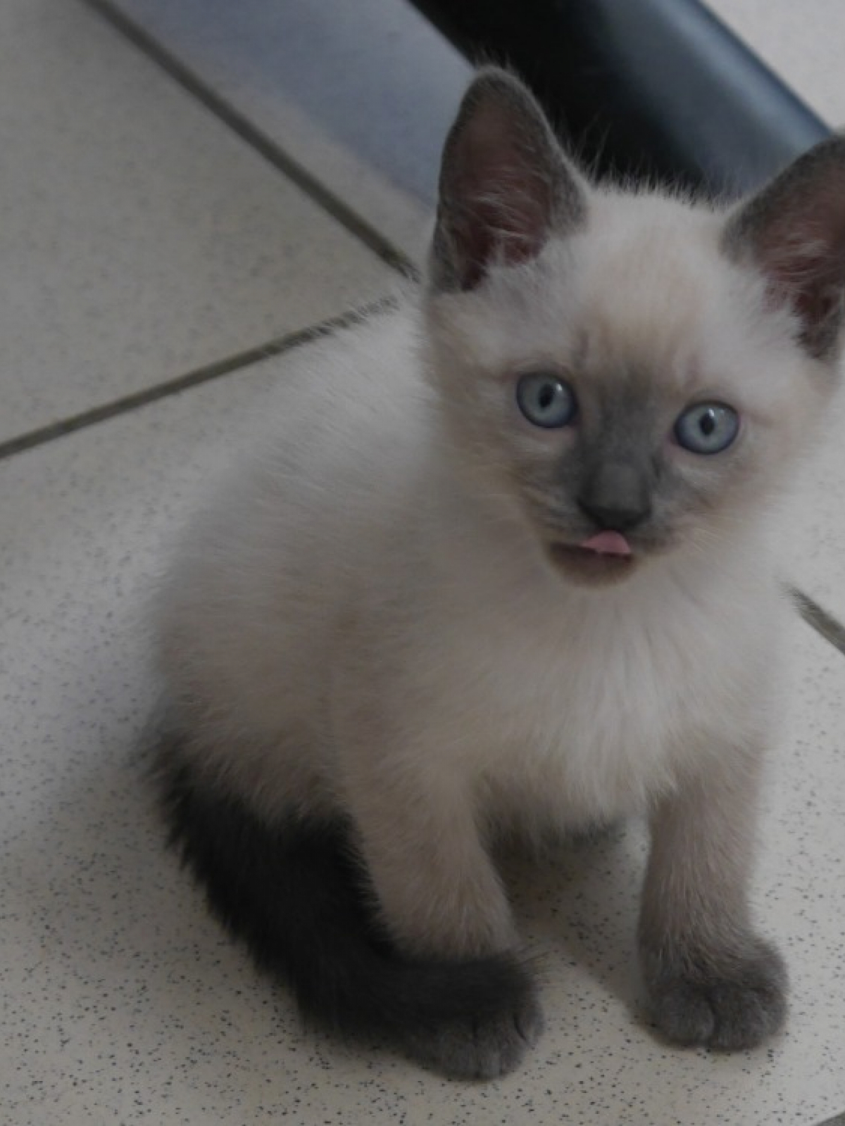 Altair - Siamois à adopter à Perpignan (66) - Animaux.fr