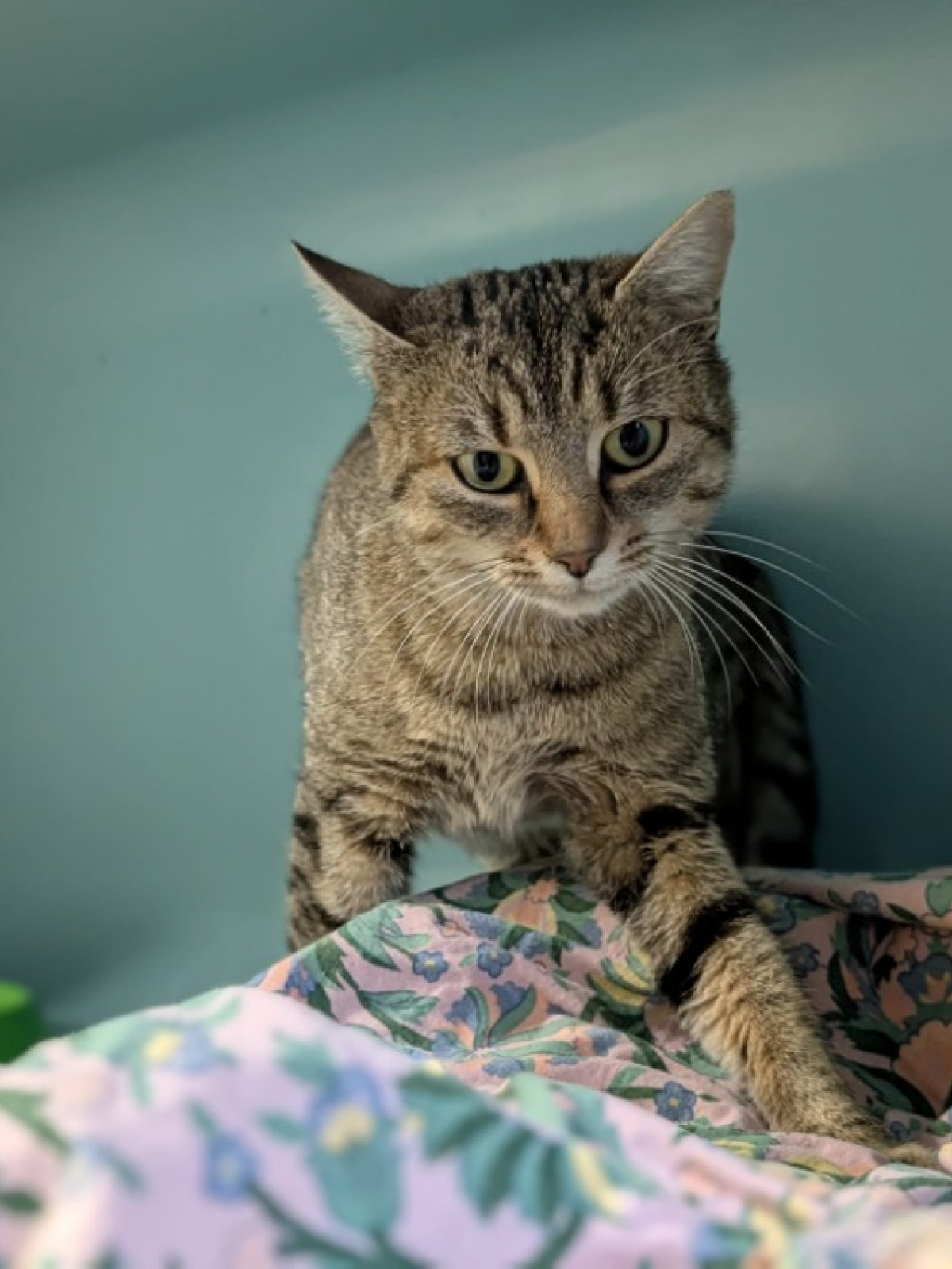 Sienna - Européen à adopter à Brugheas (03) - Animaux.fr